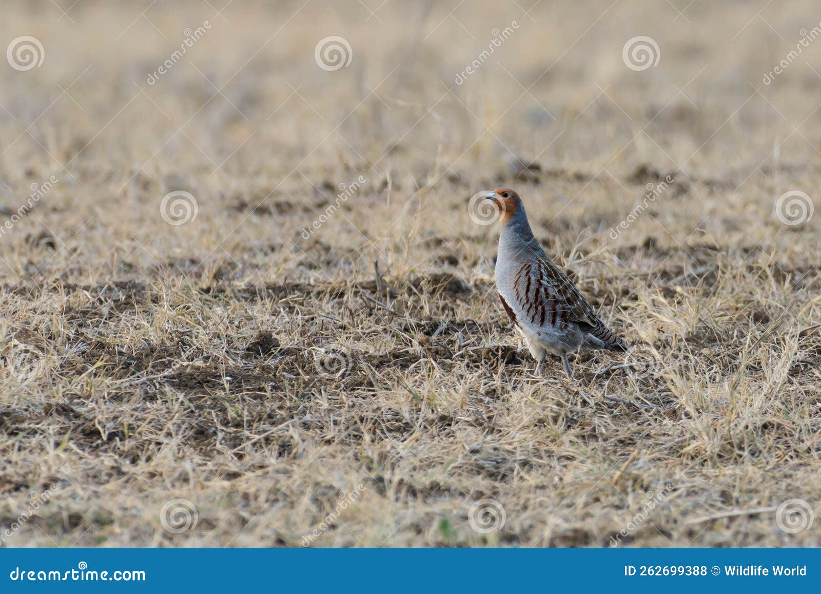 Partridge In Nature. Wild Red Legged Partridge In Natural Habitat. Game ...