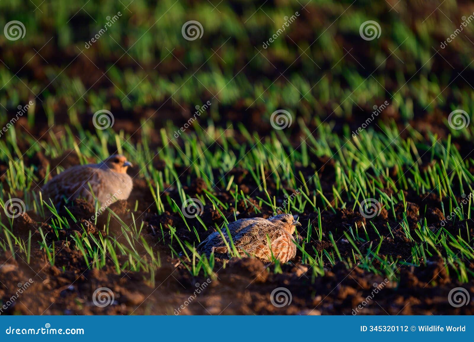 Partridge In Nature. Wild Red Legged Partridge In Natural Habitat. Game ...