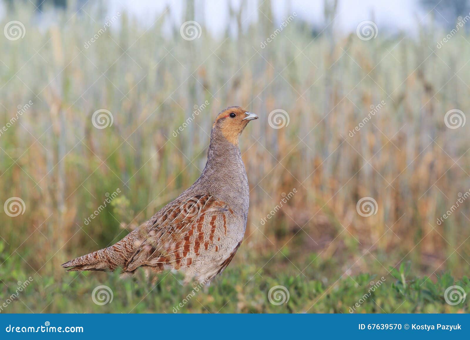 Partridge Wheat Field Stock Photos - Free & Royalty-Free Stock Photos ...