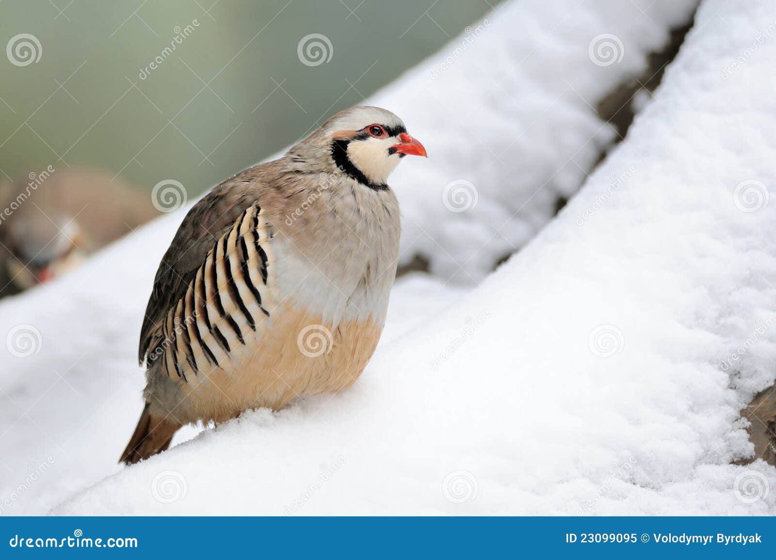 Partridge in winter stock image. Image of bird, food - 23099095