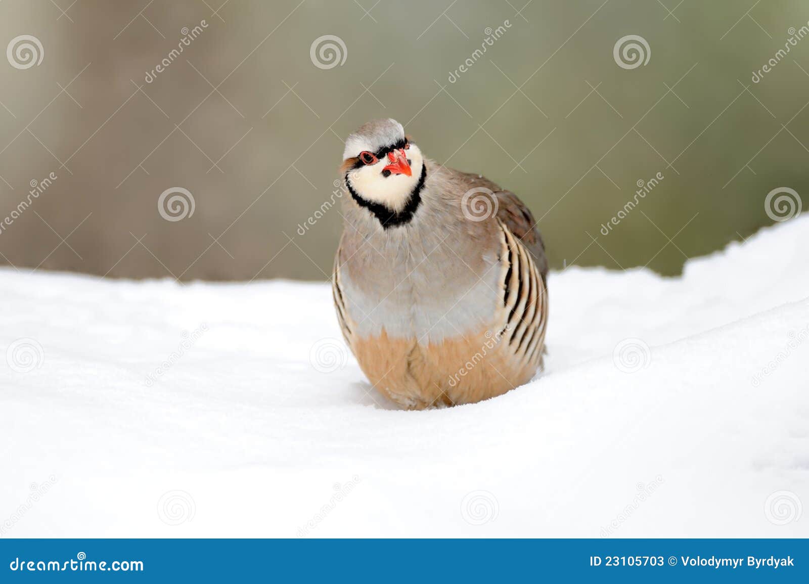 Partridge in winter stock image. Image of nestling, rural - 23105703