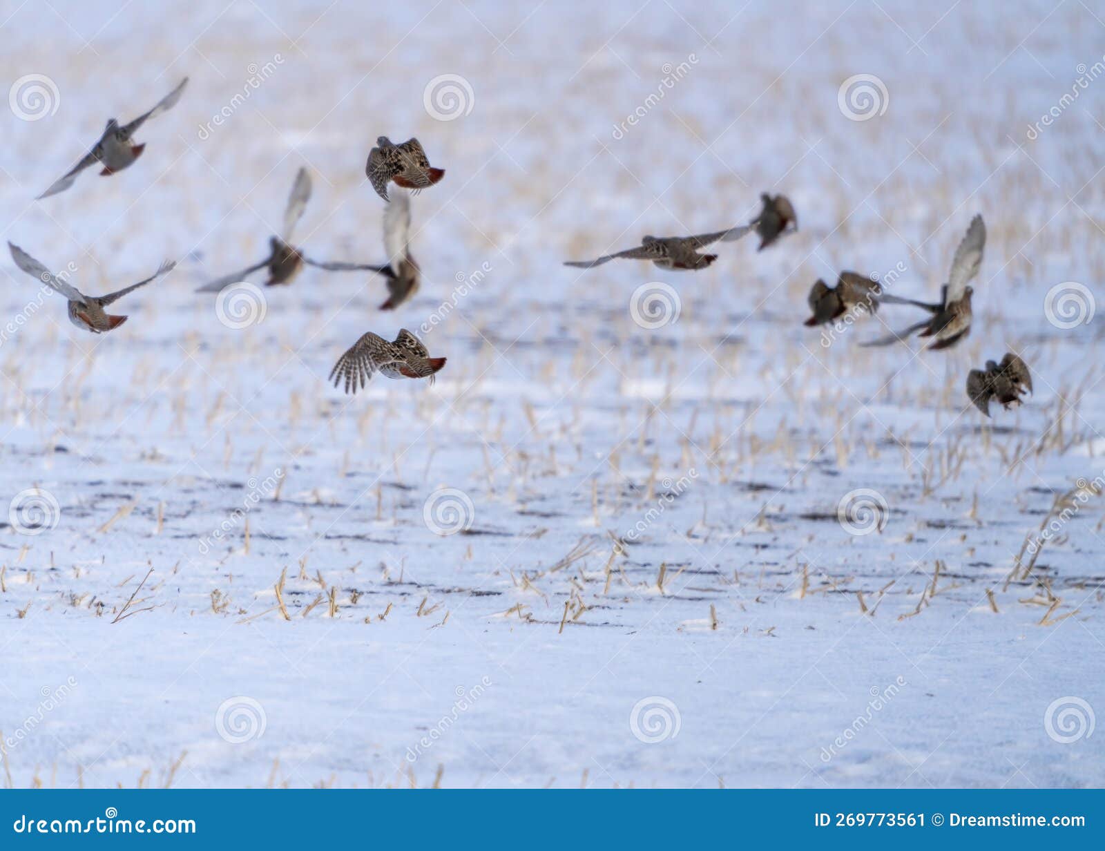 Partridge in Winter stock image. Image of cold, wildlife - 269773561
