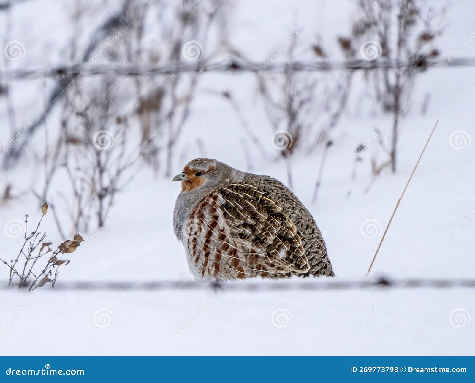 Partridge in Winter stock photo. Image of wild, freezing - 269773798