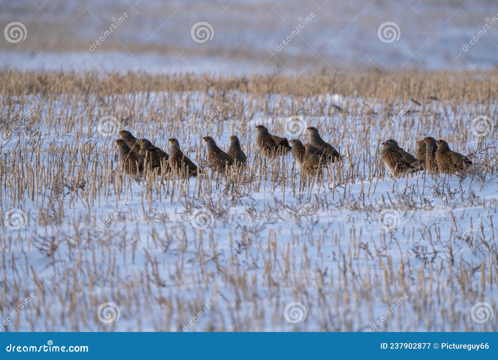 Partridge in Winter stock image. Image of hunt, grey - 237902877