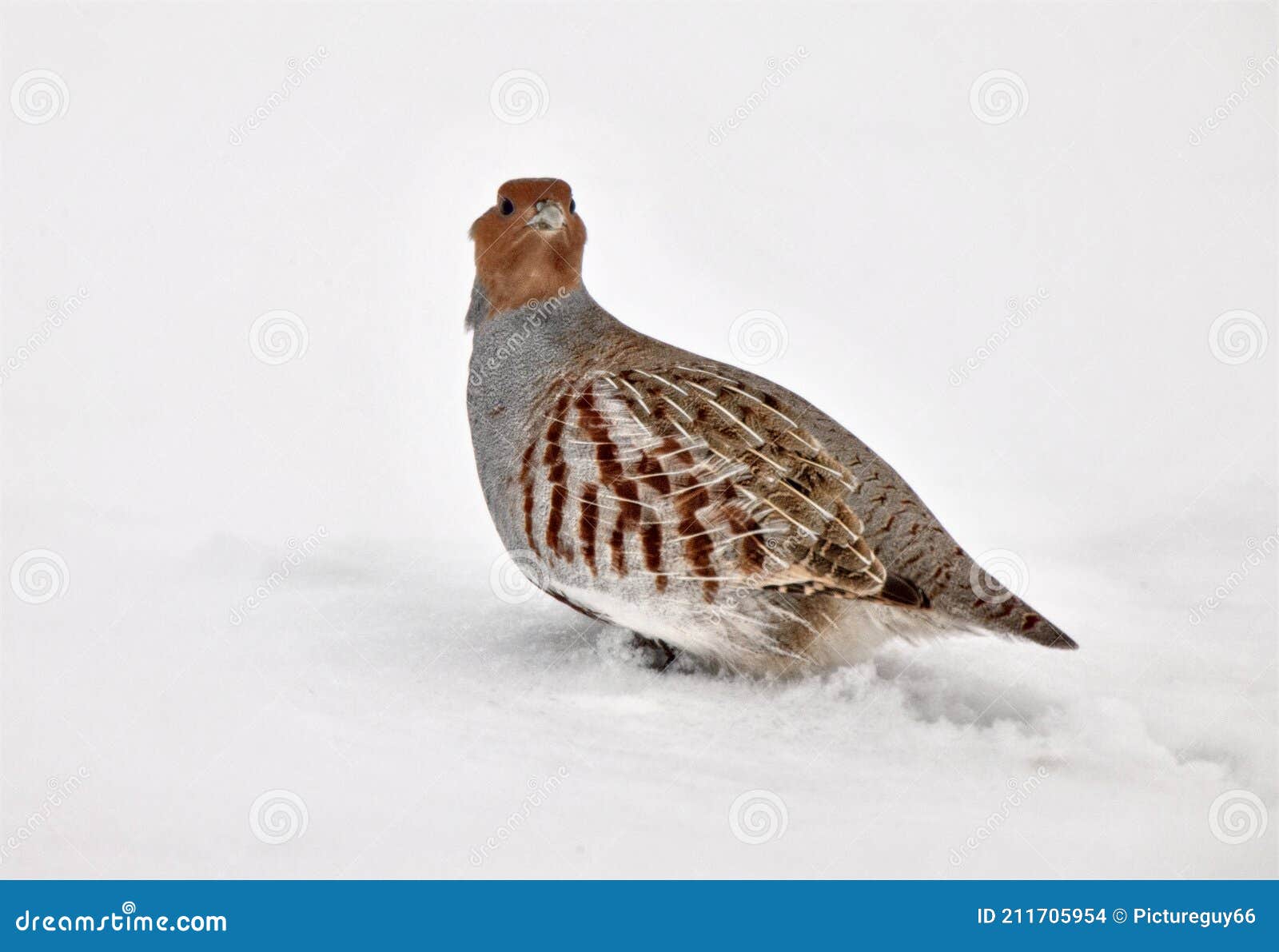 Partridge in Winter stock photo. Image of feather, snow - 211705954