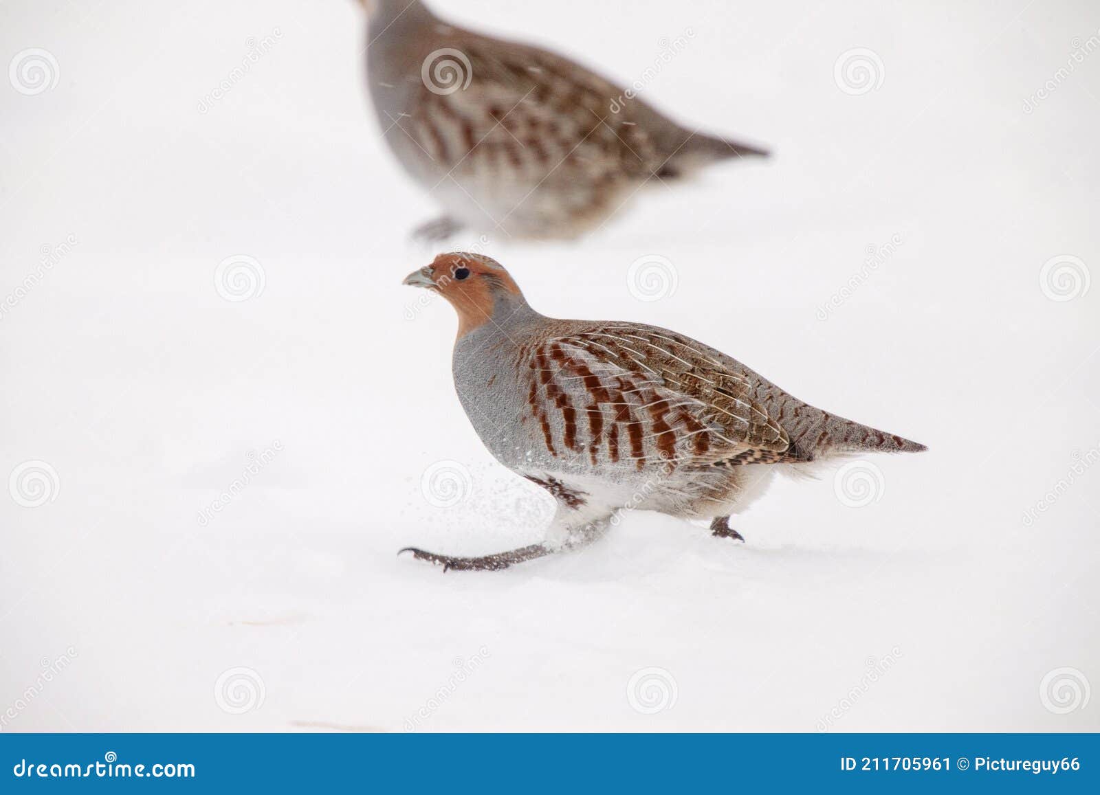 Partridge in Winter stock image. Image of flying, nature - 211705961