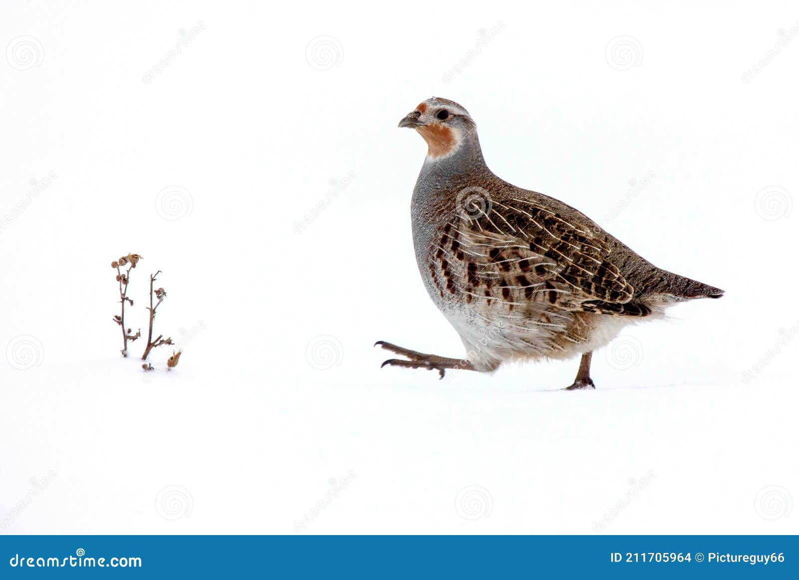 Partridge in Winter stock photo. Image of beautiful - 211705964