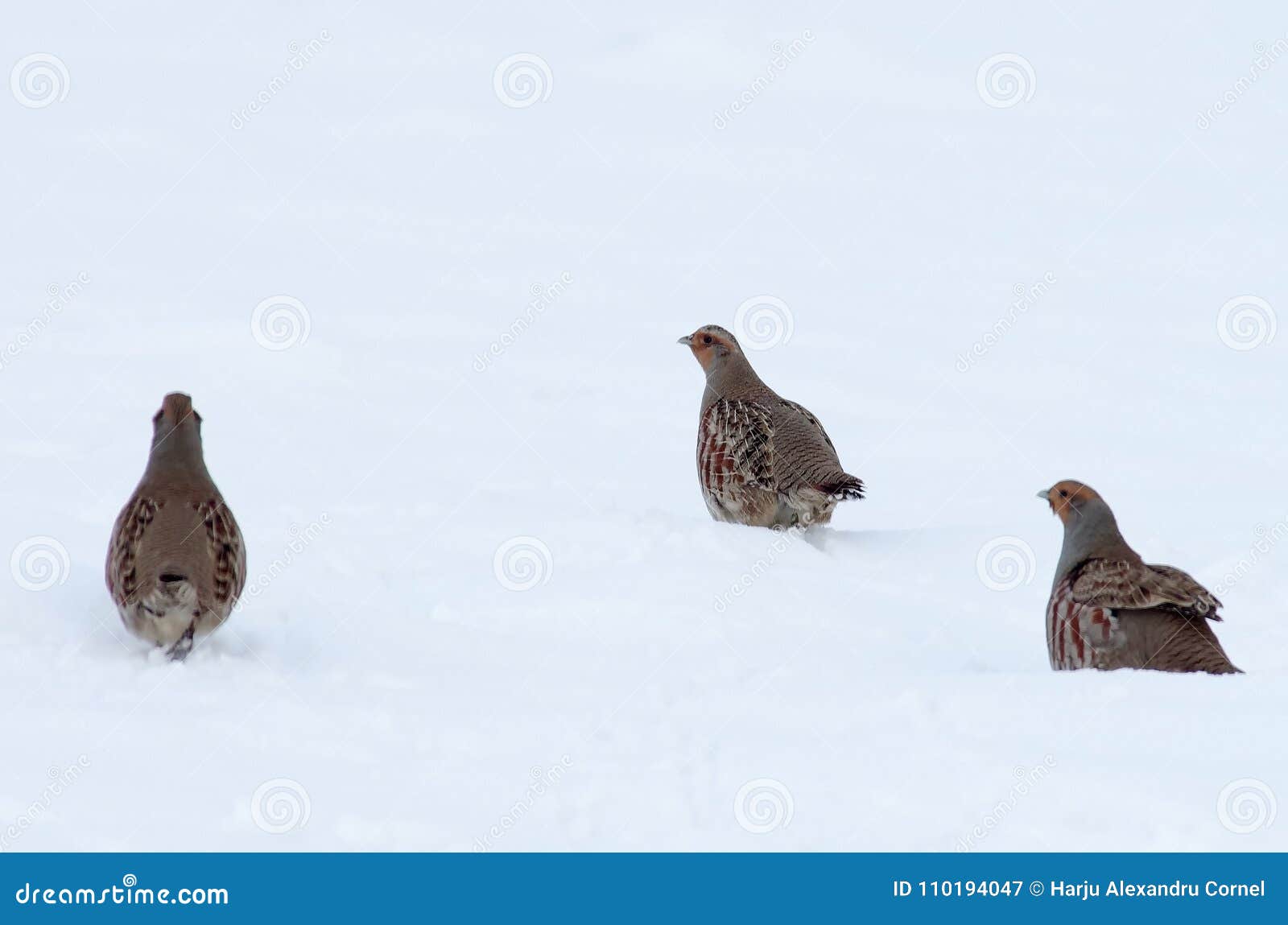 Partridges in the snow stock image. Image of partridge - 110194047
