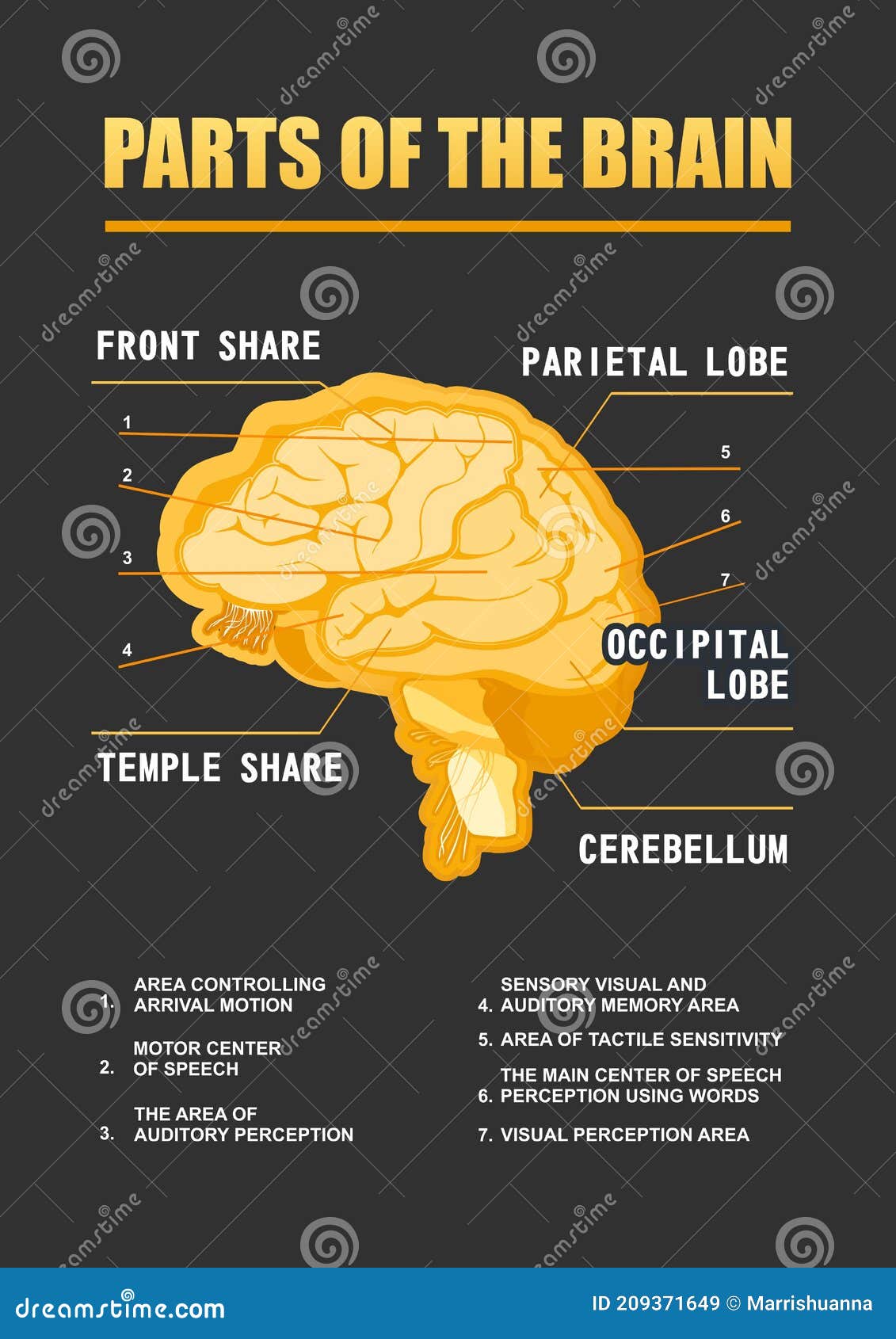 Parts of the Brain Educational Scheme Stock Vector - Illustration of ...