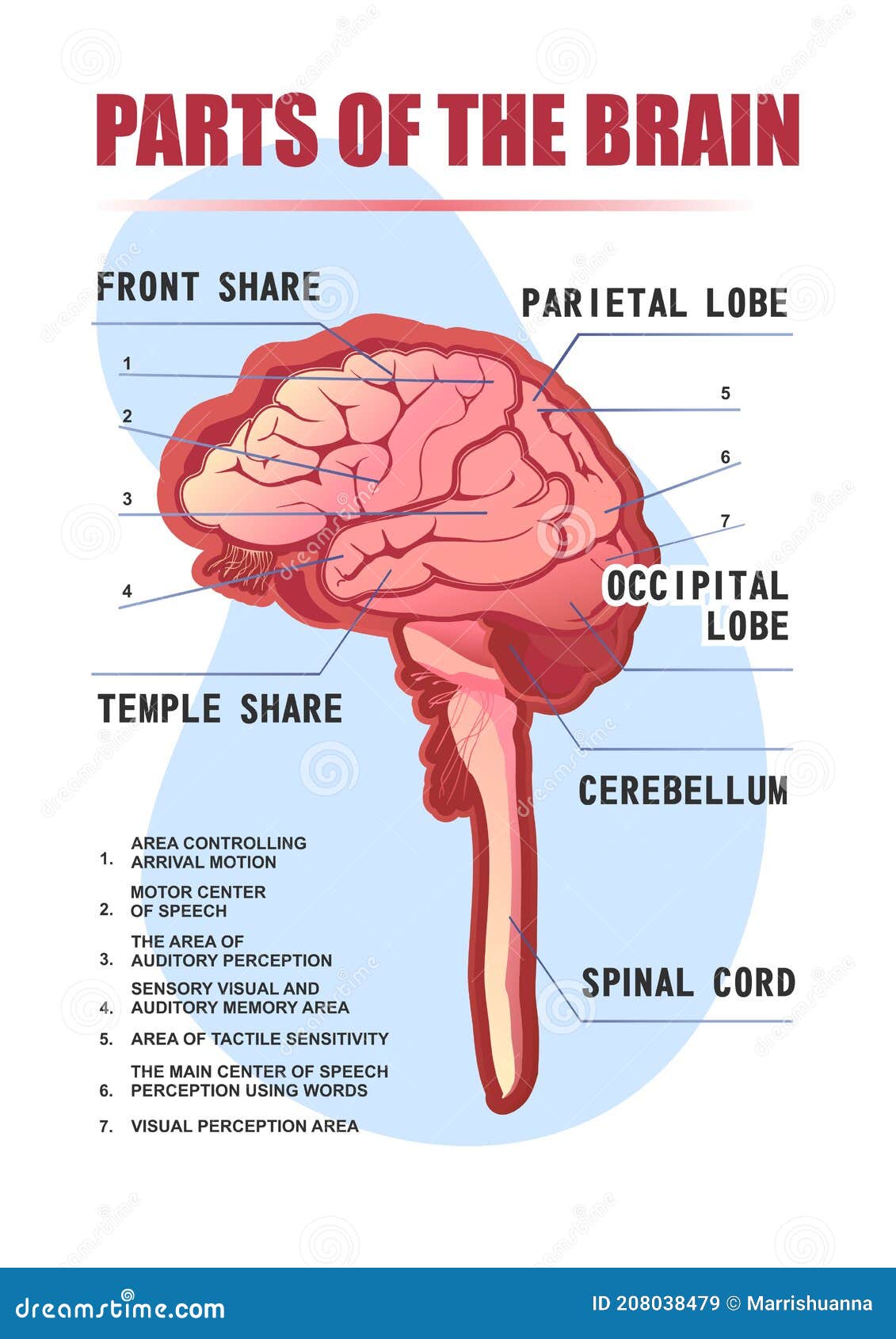 Parts of the Brain Educational Scheme Stock Vector - Illustration of ...