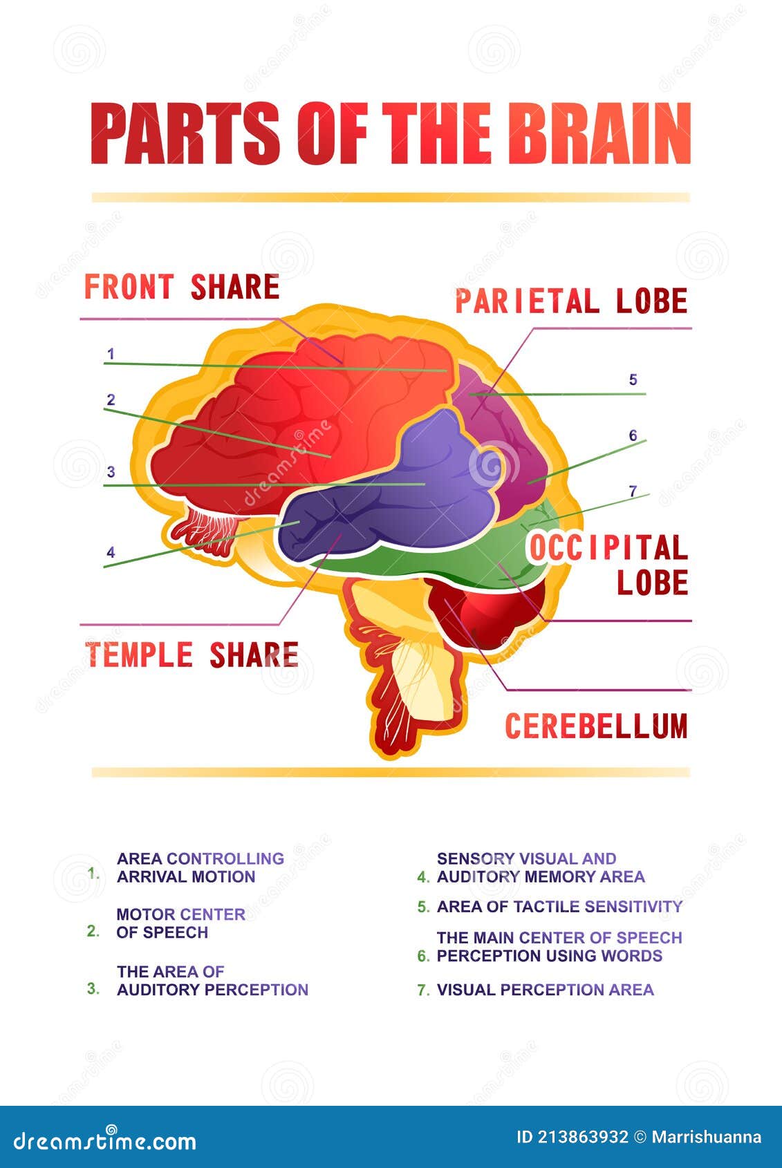 Parts of the Brain Educational Scheme Stock Illustration - Illustration ...