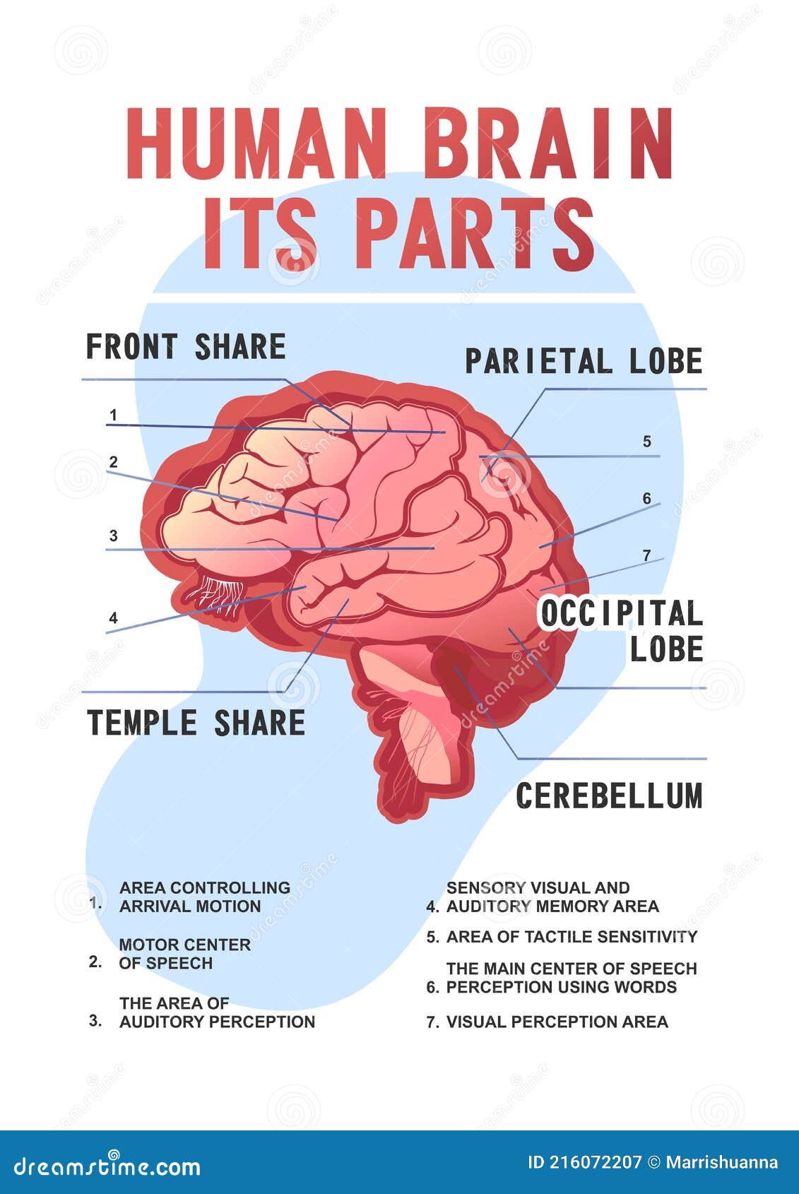 Parts of the Brain Educational Scheme Stock Vector - Illustration of ...