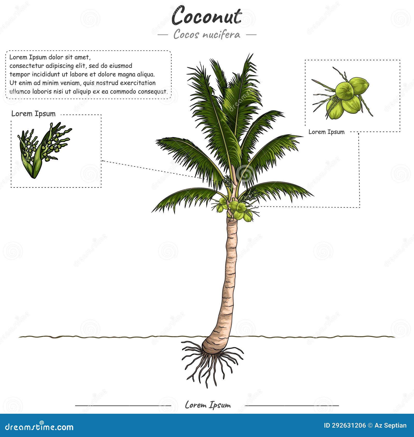 Parts of Coconut Tree Template Stock Vector - Illustration of drawing ... Parts of Coconut Tree Template Stock Vector - Illustration of drawing ...