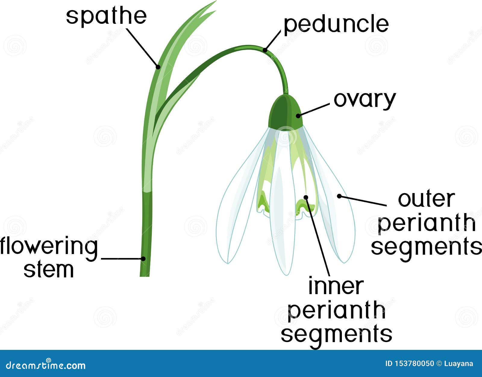 Parts of Flower. Morphology of Galanthus Nivalis or Common Snowdrop ... Parts of Flower. Morphology of Galanthus Nivalis or Common Snowdrop ...