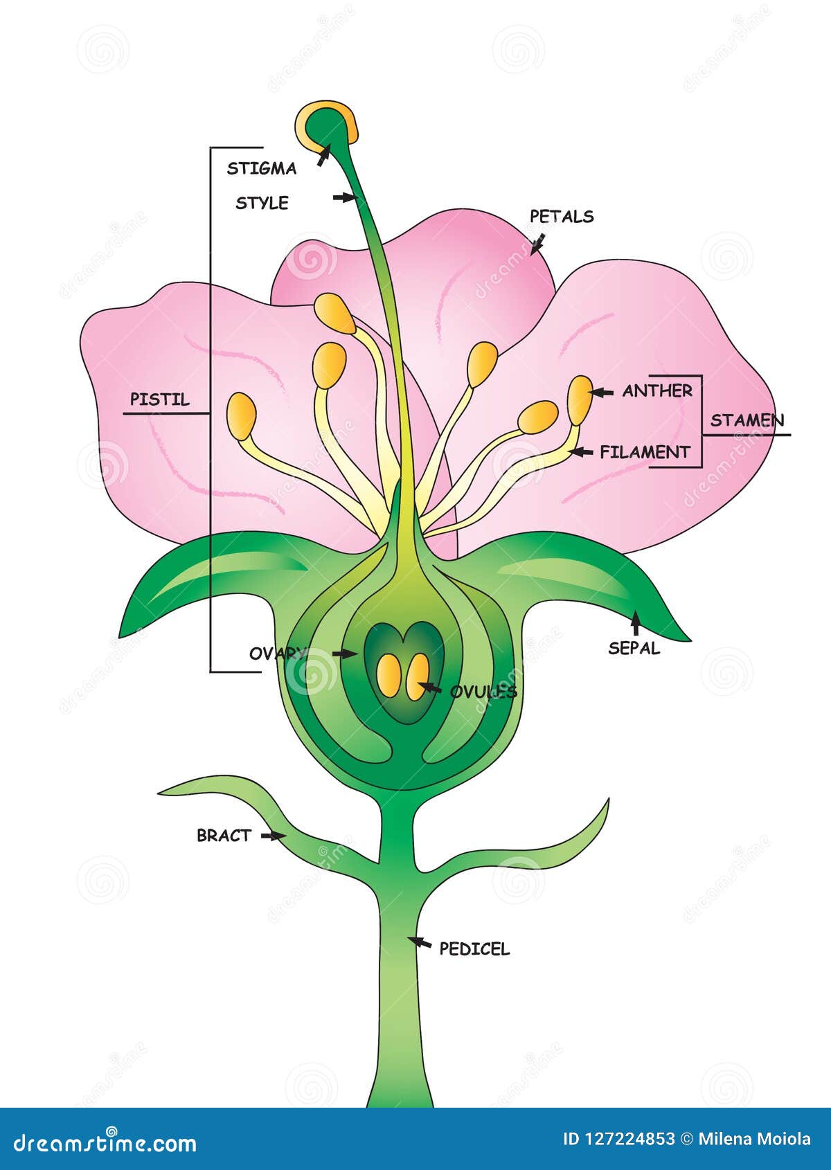 Parts of a flower stock illustration. Illustration of diagram - 127224853
