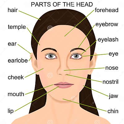 Parts of the head stock illustration. Illustration of head - 21767118