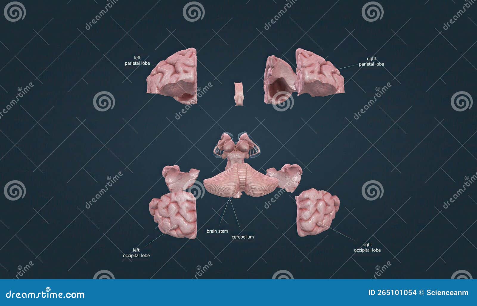 Parts of the Human Brain. Separated Parts Stock Illustration ...