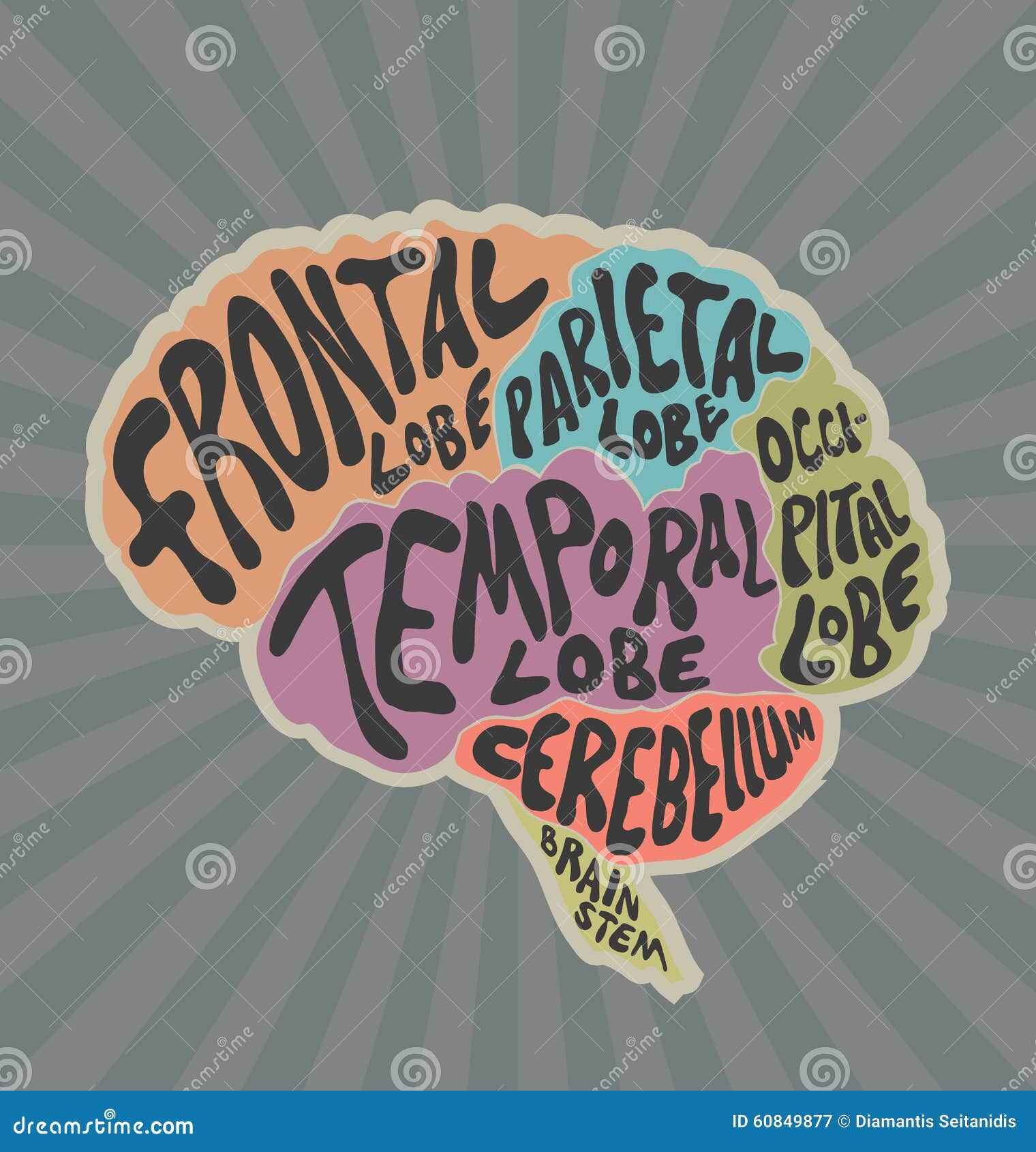 Parts of the human brain stock vector. Illustration of network - 60849877 Parts of the human brain stock vector. Illustration of network - 60849877