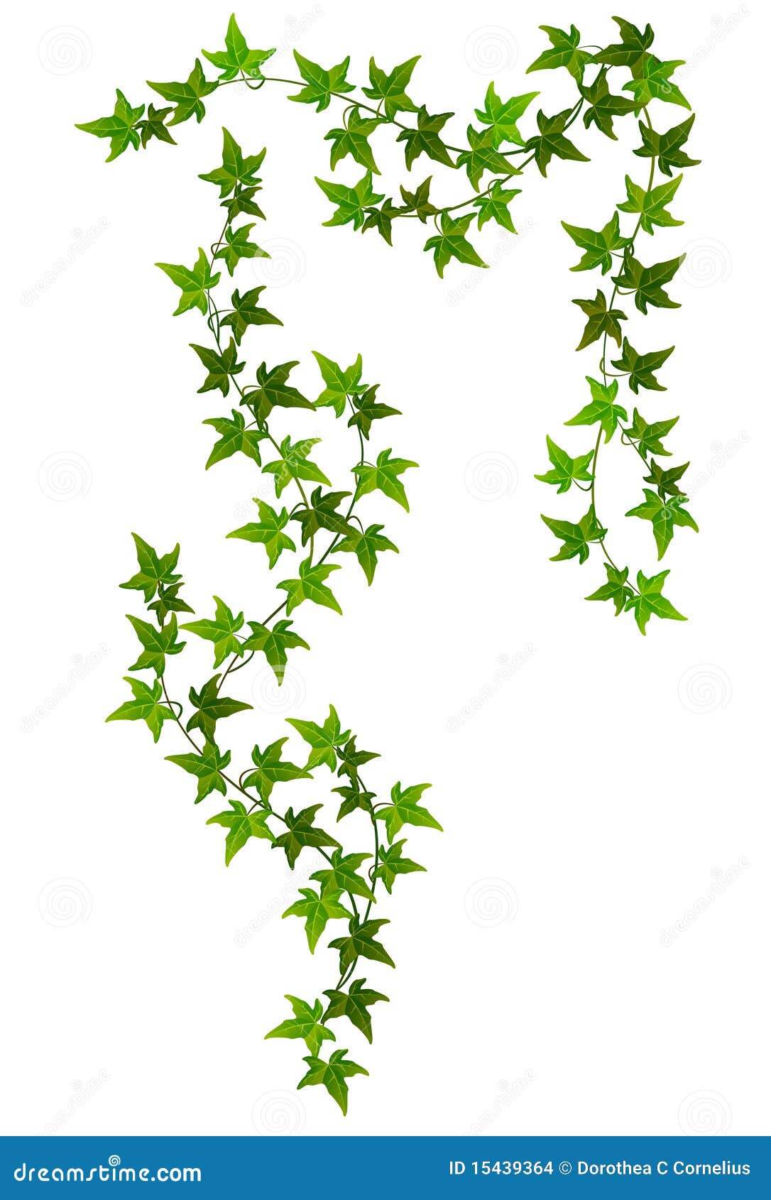 Parts of Ivy stock illustration. Illustration of creeper - 15439364