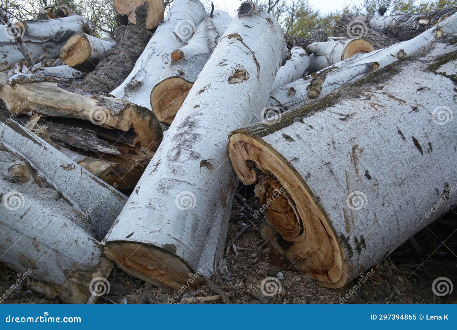 Trimmed large tree trunks stock image. Image of tree - 297394865