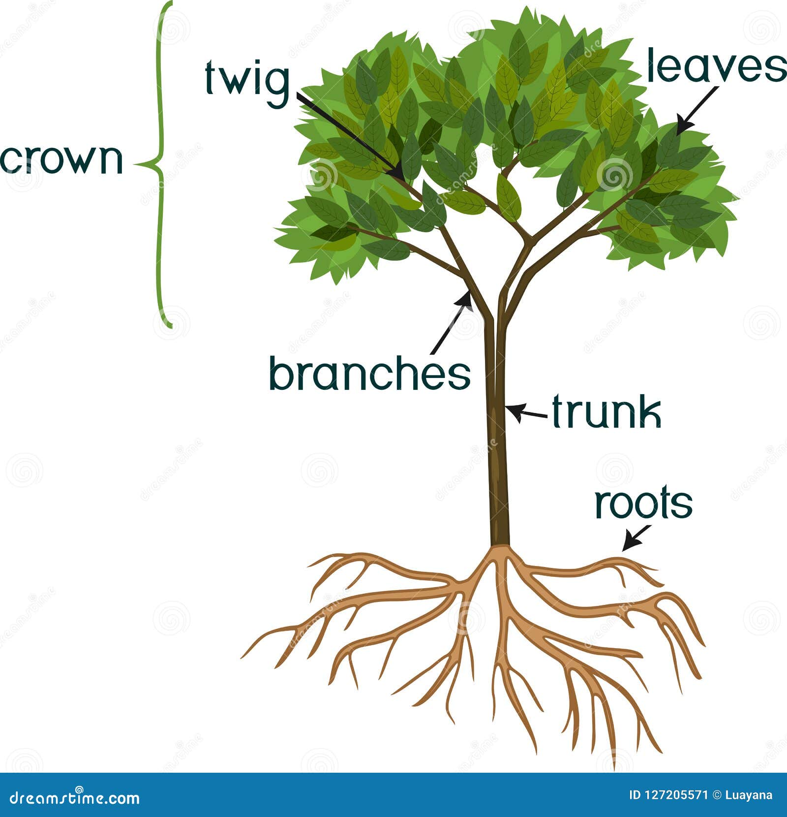 Parts of Plant. Morphology of Abstract Tree with Green Crown, Root ... Parts of Plant. Morphology of Abstract Tree with Green Crown, Root ...