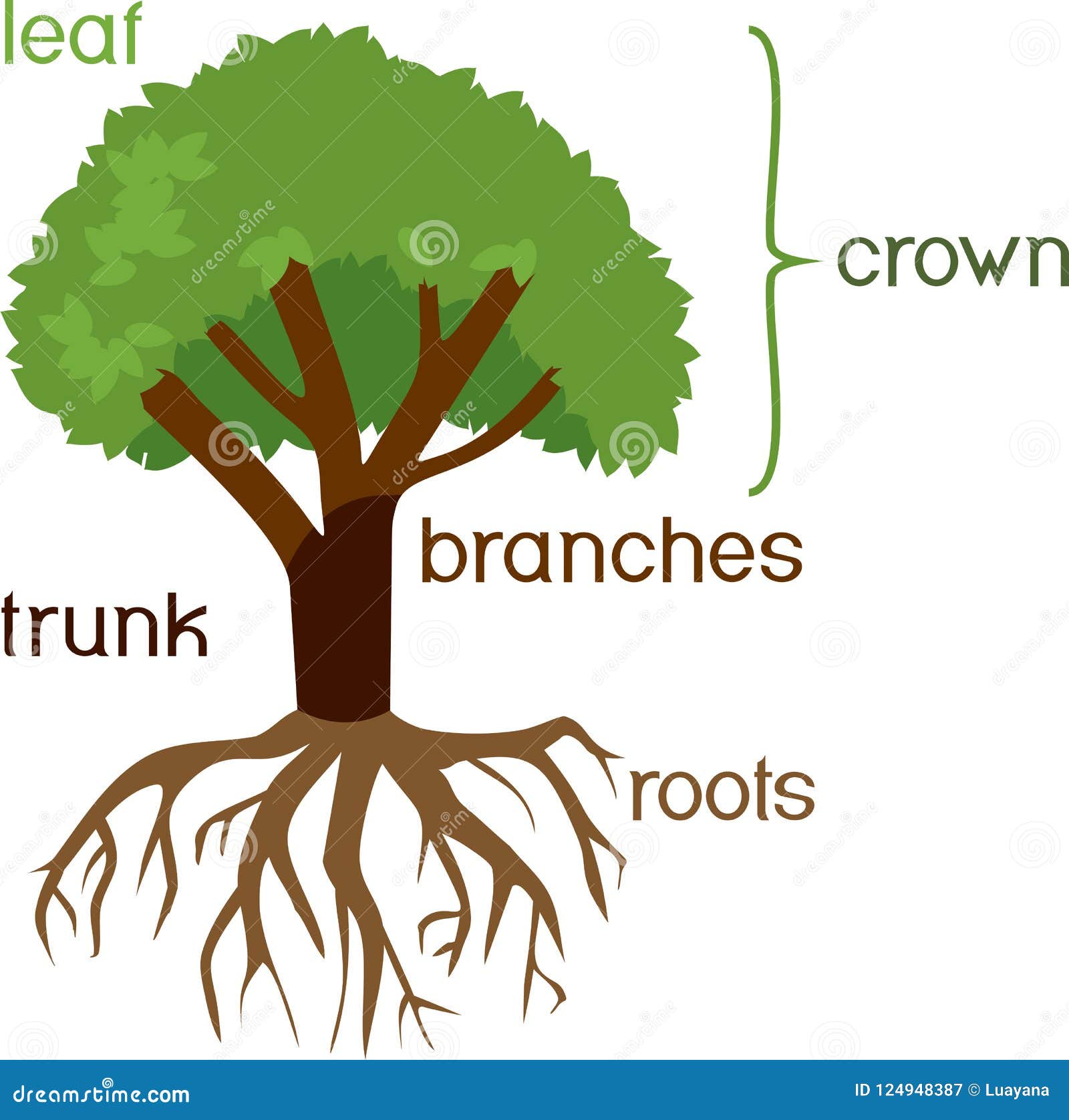 Parts of Plant. Morphology of Tree with Green Crown, Root System, and ... Parts of Plant. Morphology of Tree with Green Crown, Root System, and ...