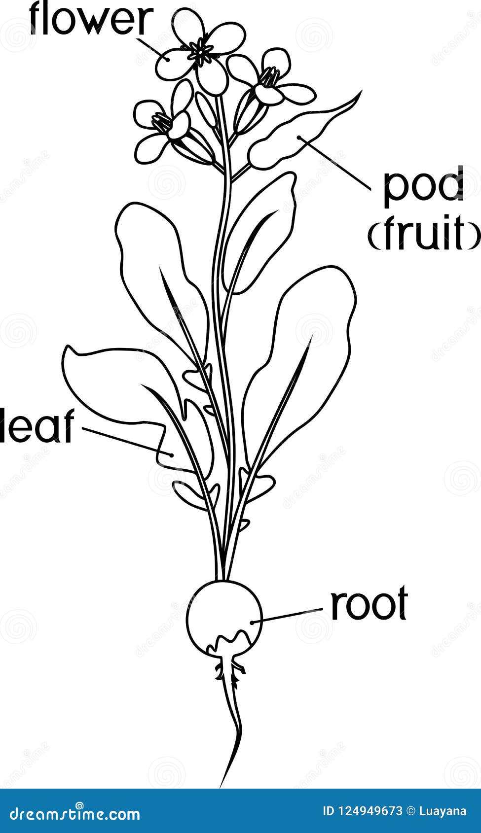 Parts of Plant. Morphology of Flowering Radish Plant with Title Stock ... Parts of Plant. Morphology of Flowering Radish Plant with Title Stock ...
