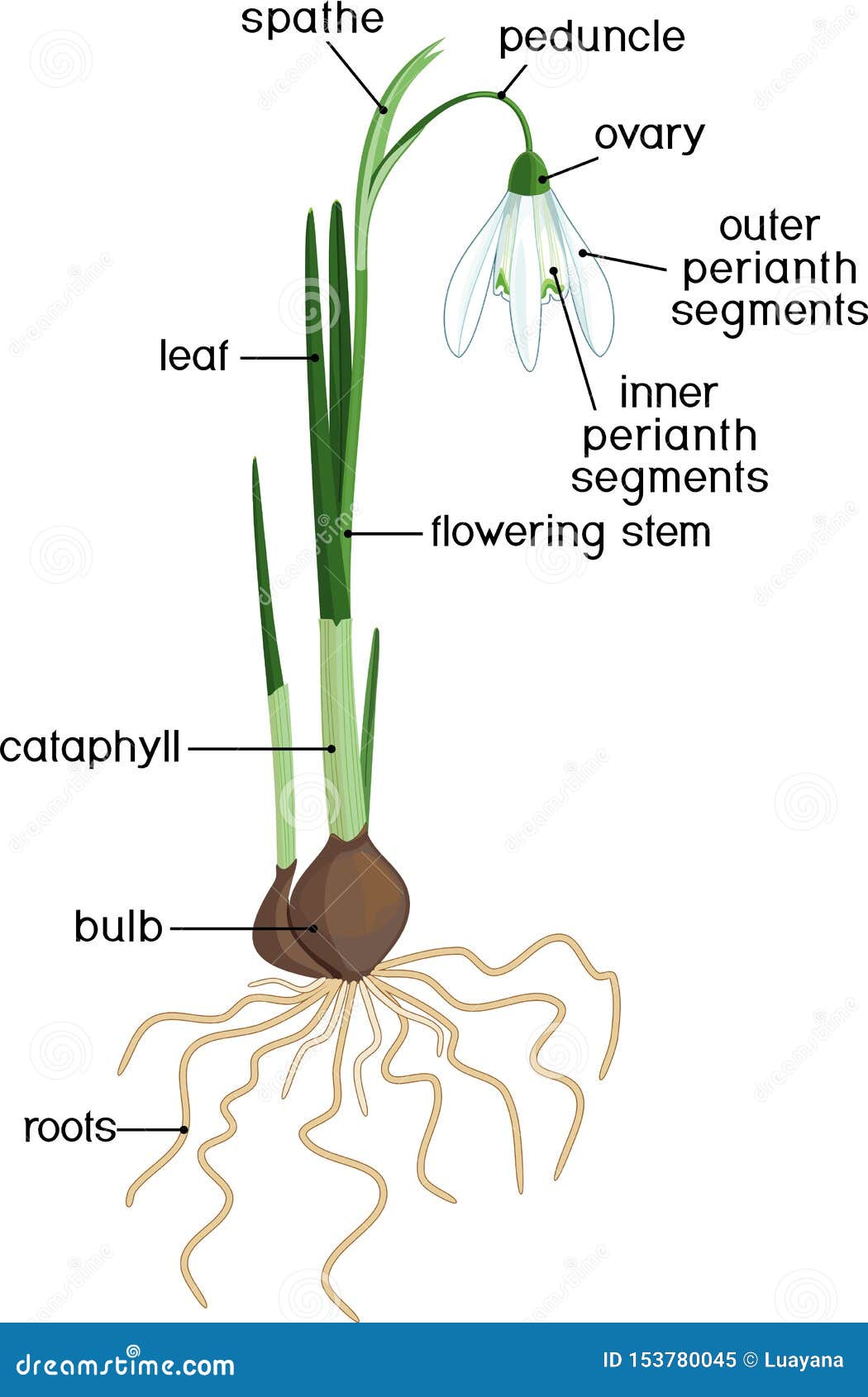 Parts of Plant. Morphology of Galanthus Nivalis or Common Snowdrop ... Parts of Plant. Morphology of Galanthus Nivalis or Common Snowdrop ...