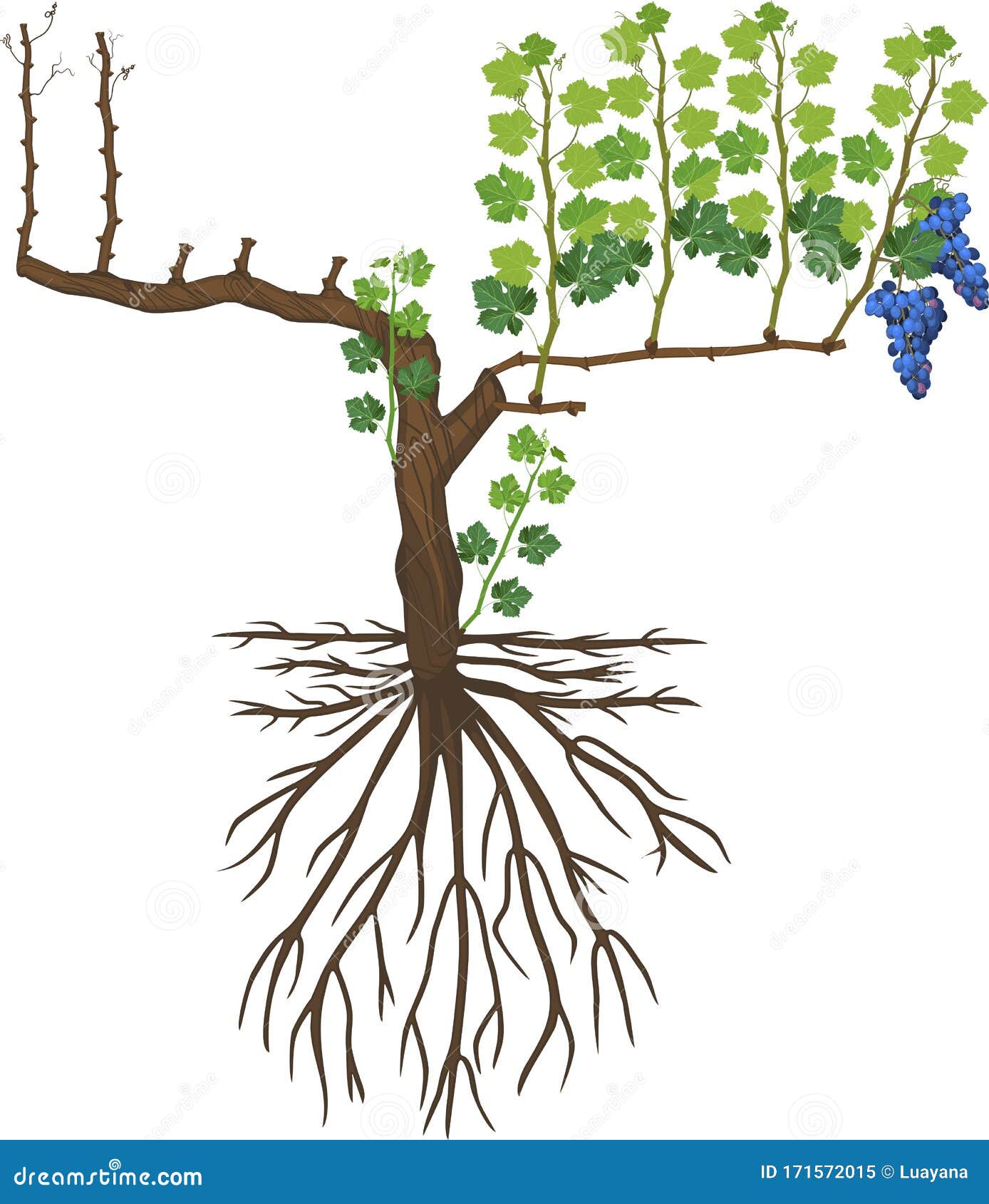 Overview Of Grapevine Structure And Function Overview Of Grapevine Structure And Function