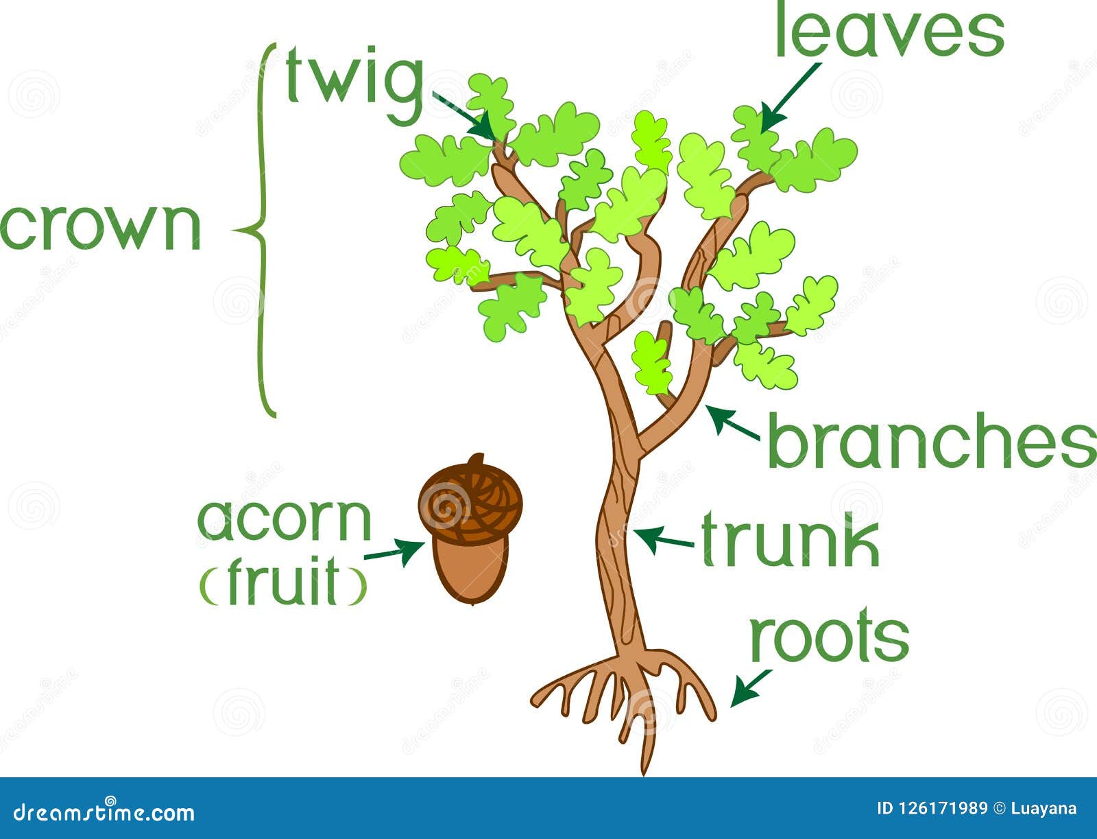Parts of Plant. Morphology of Oak Tree with Acorns, Green Leaves and ... Parts of Plant. Morphology of Oak Tree with Acorns, Green Leaves and ...