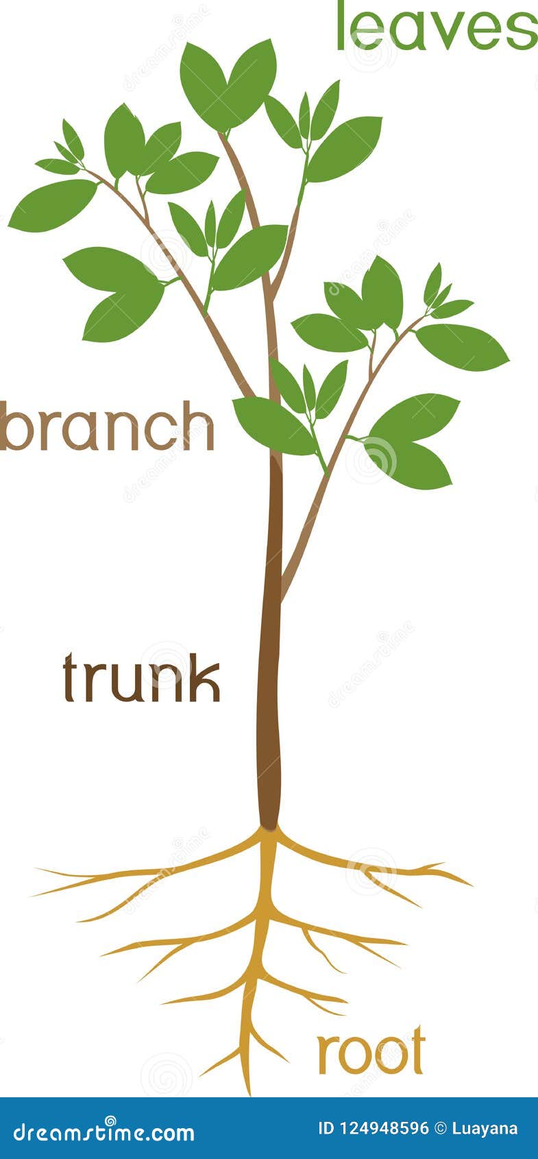 Parts of Plant. Morphology of Tree with Green Crown, Root System and ... Parts of Plant. Morphology of Tree with Green Crown, Root System and ...