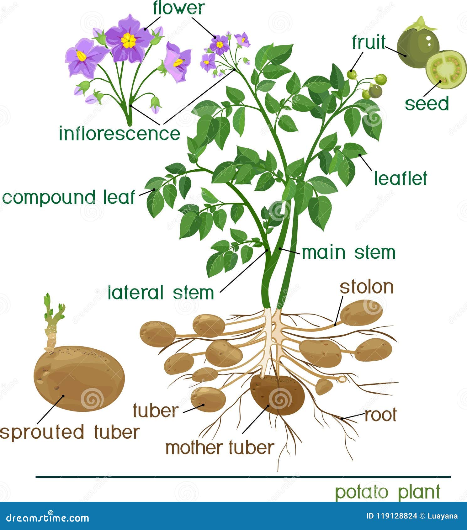 Parts of potato plant stock vector. Illustration of potatoes - 119128824 Parts of potato plant stock vector. Illustration of potatoes - 119128824