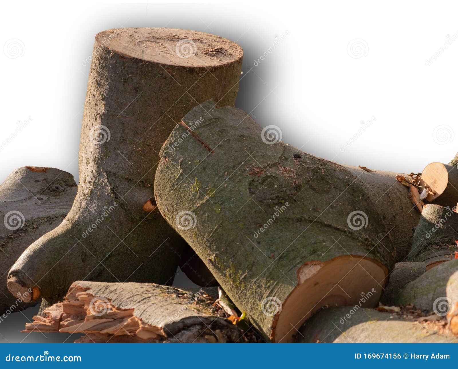 Parts of a Sawn Tree Trunk, Isolated Stock Photo - Image of green ...