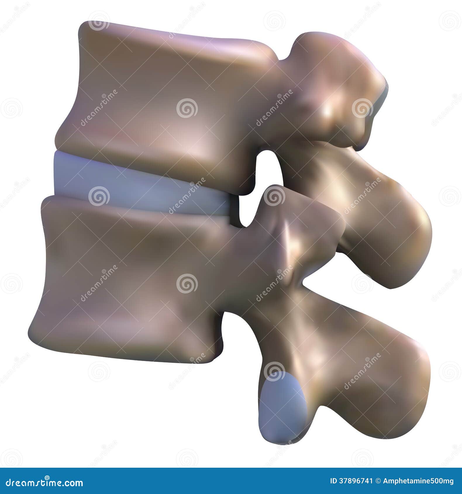 Vertebra Parts And Structure Anatomy Infographic Diagram Medical ...