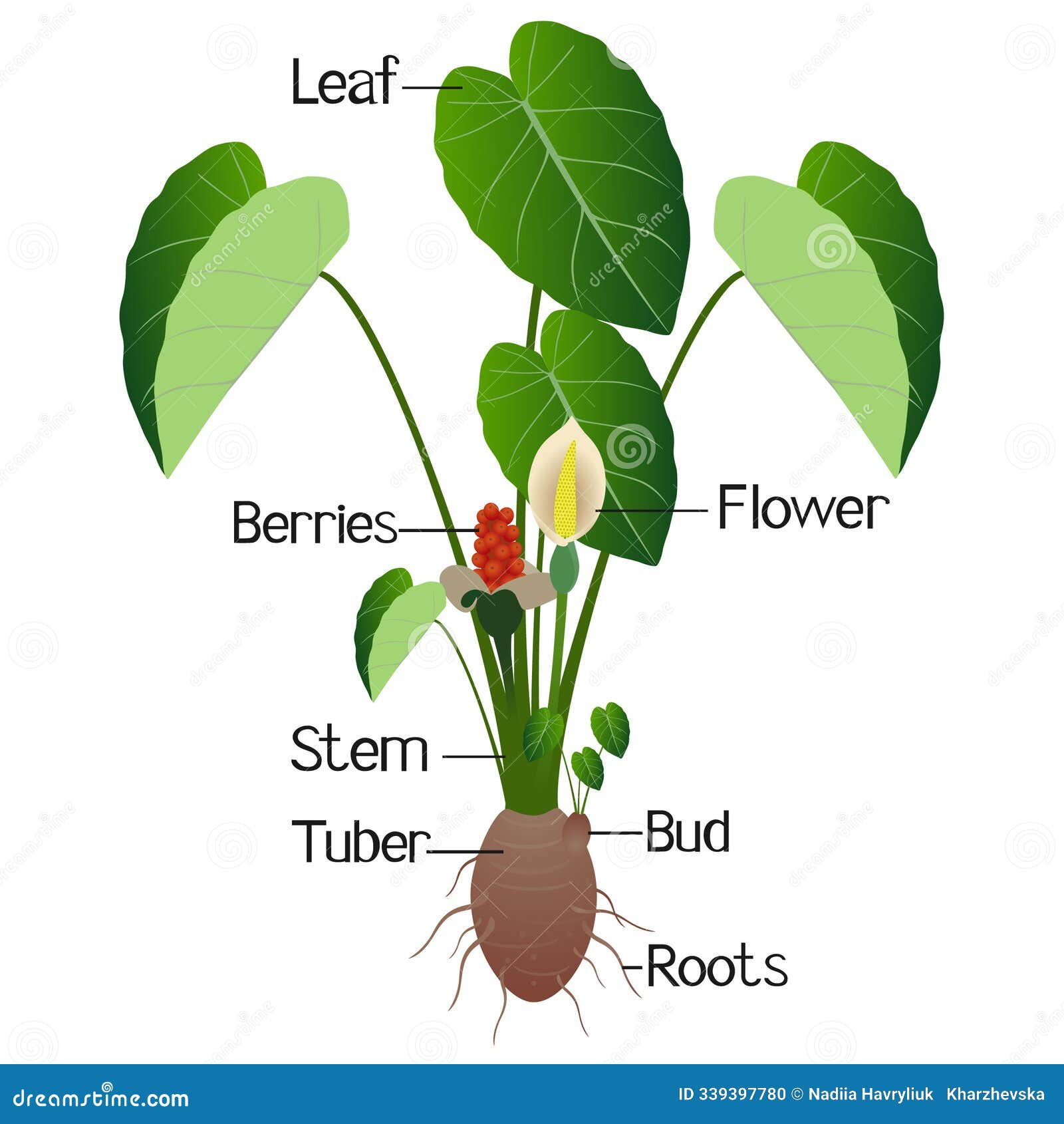 Parts of Taro Plant on a White Background. Stock Photo - Image of ...