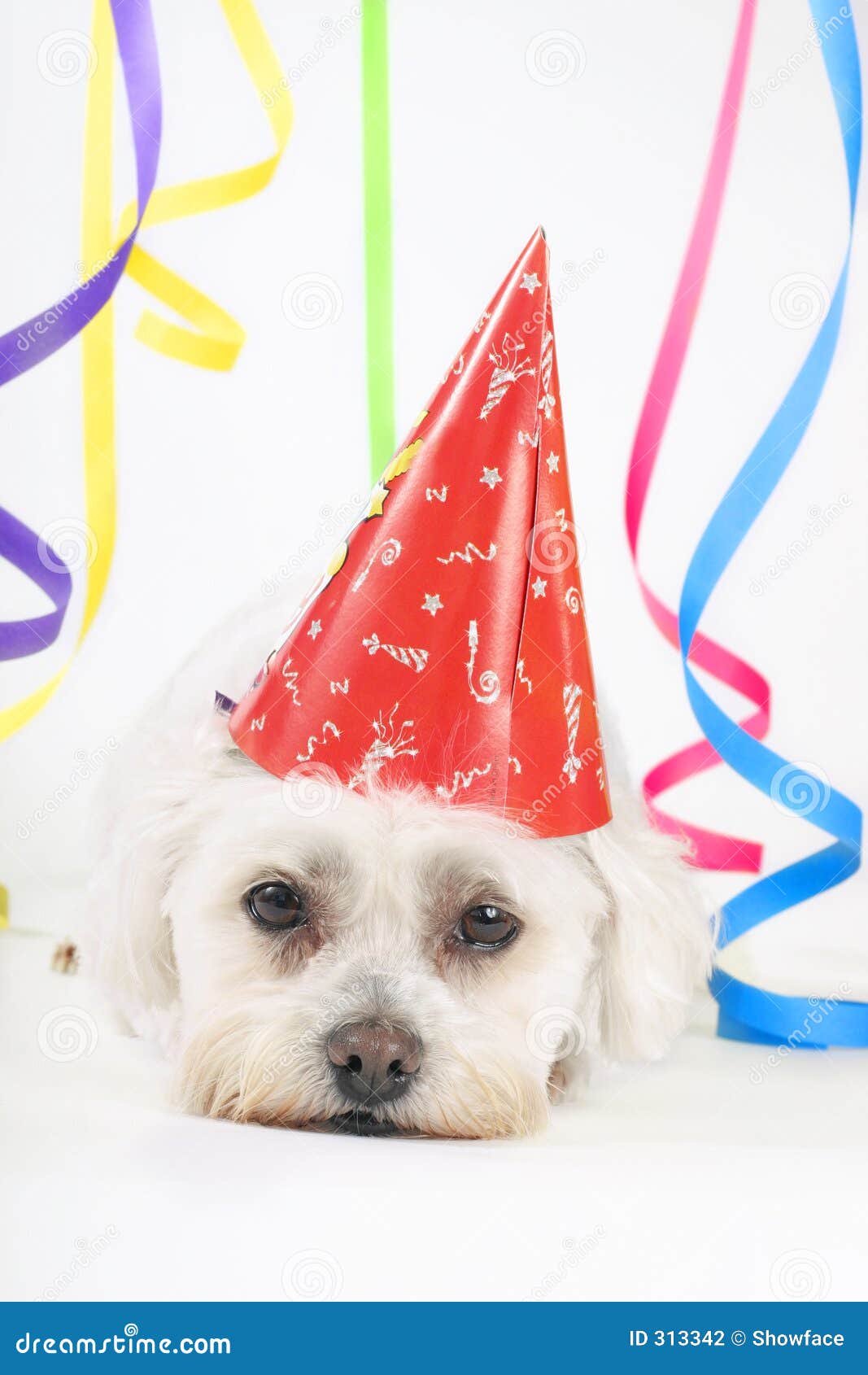 Party Animal stock photo. Image of colorful, colourful - 313342