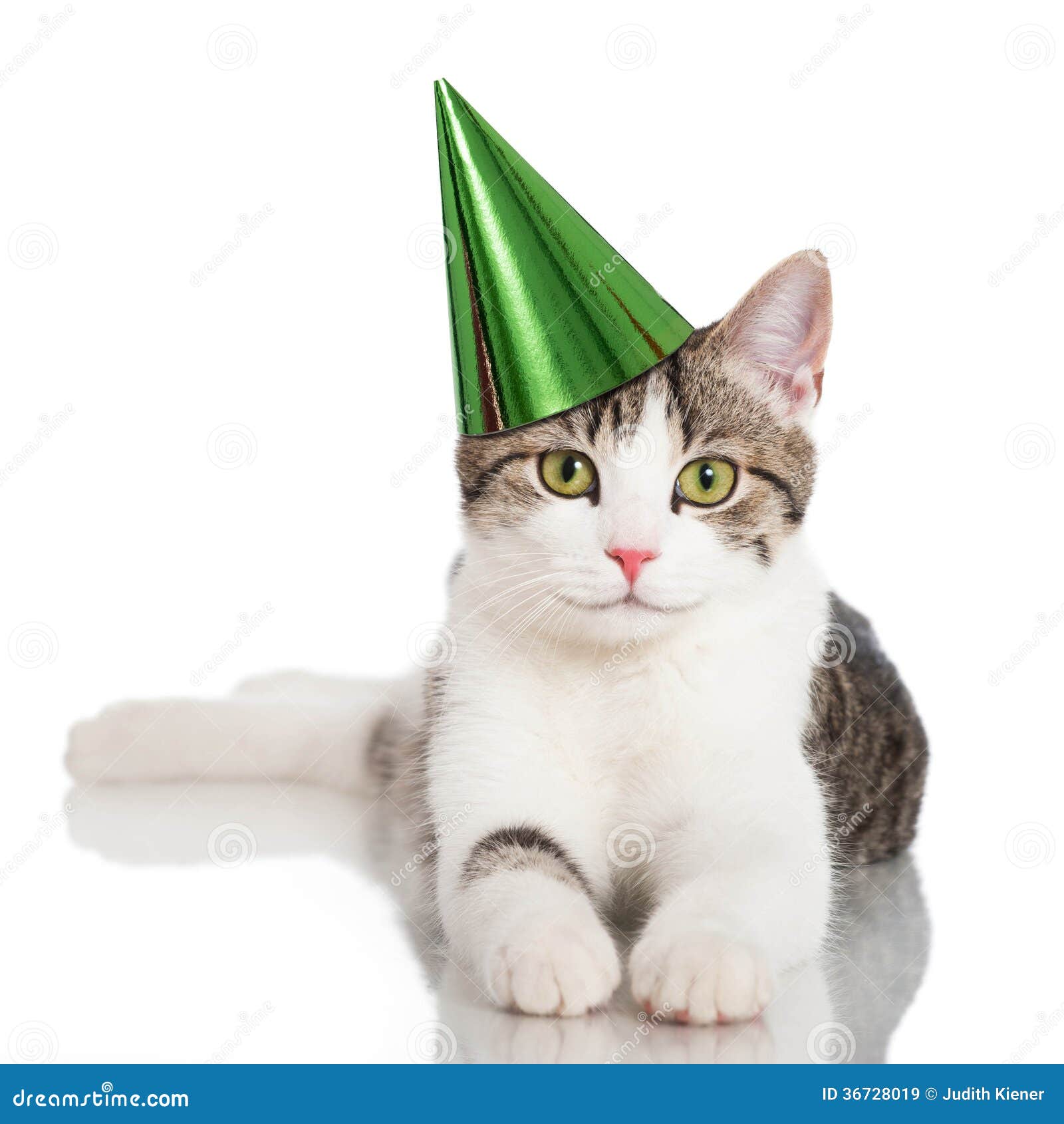 Party cat stock image. Image of celebration, square, years - 36728019