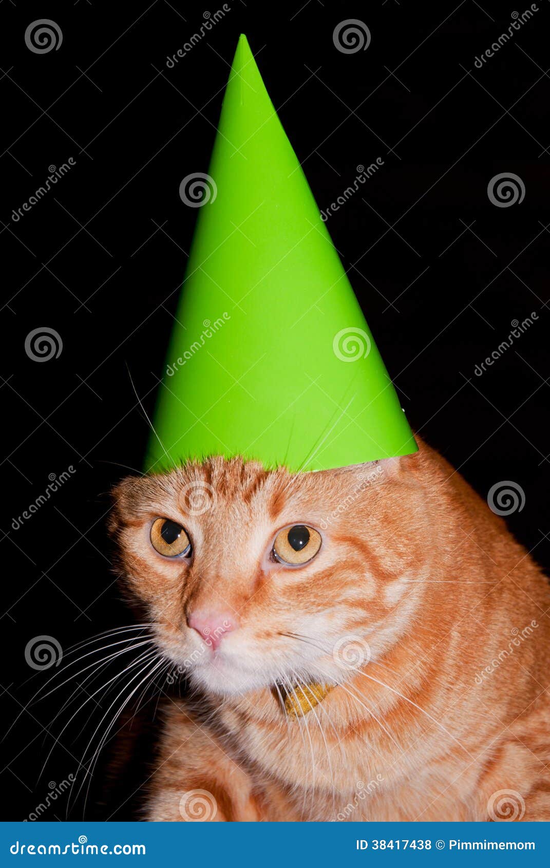 Party cat stock photo. Image of bright, party, celebration - 38417438