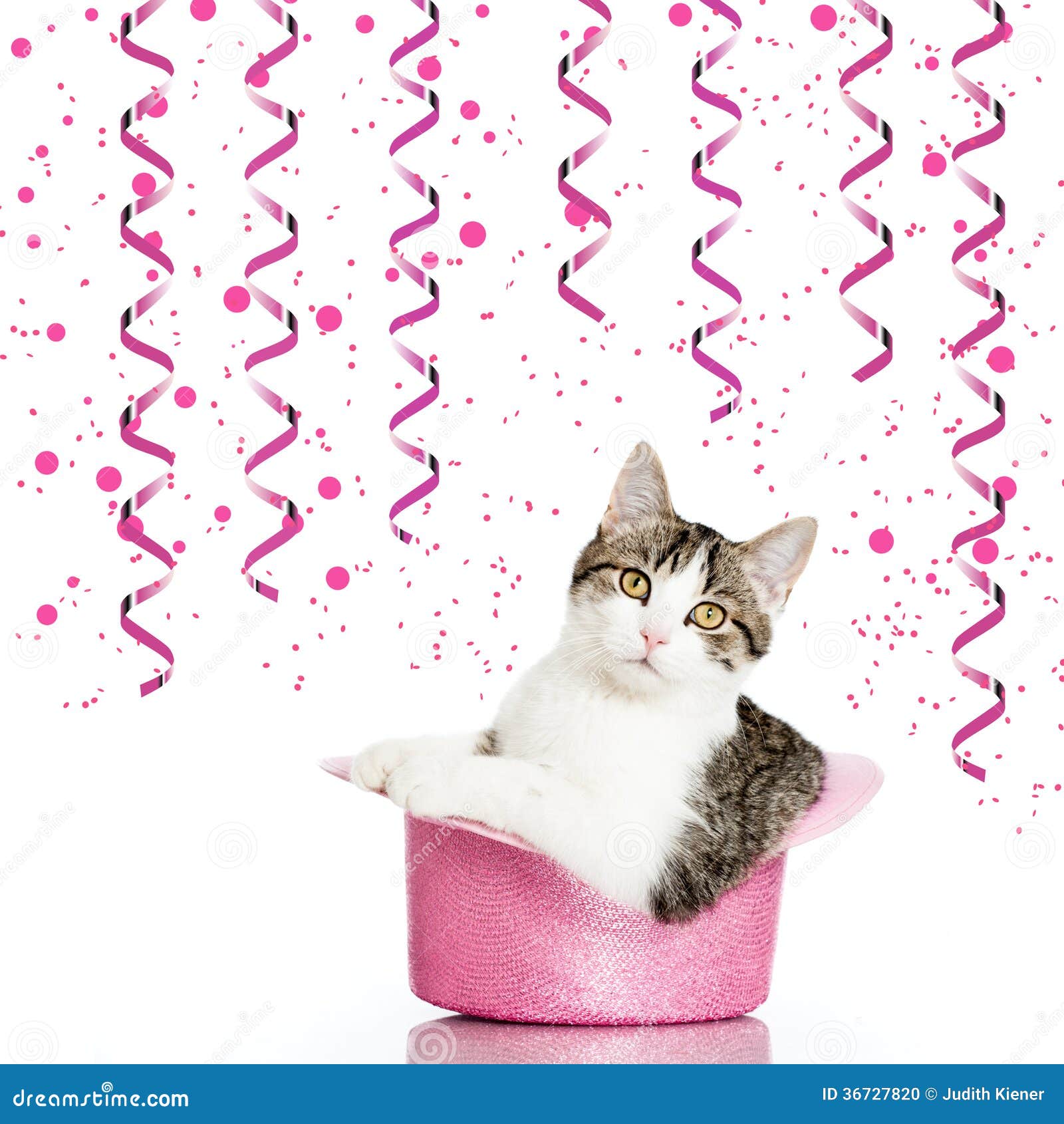 Party cat stock photo. Image of confetti, funny, house - 36727820
