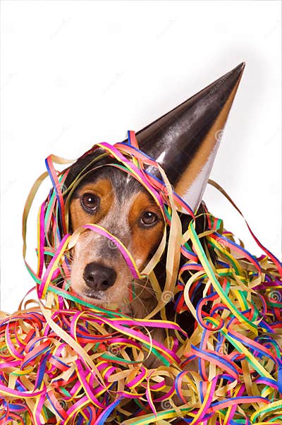 Party dog stock image. Image of looking, canine, adorable - 7744355