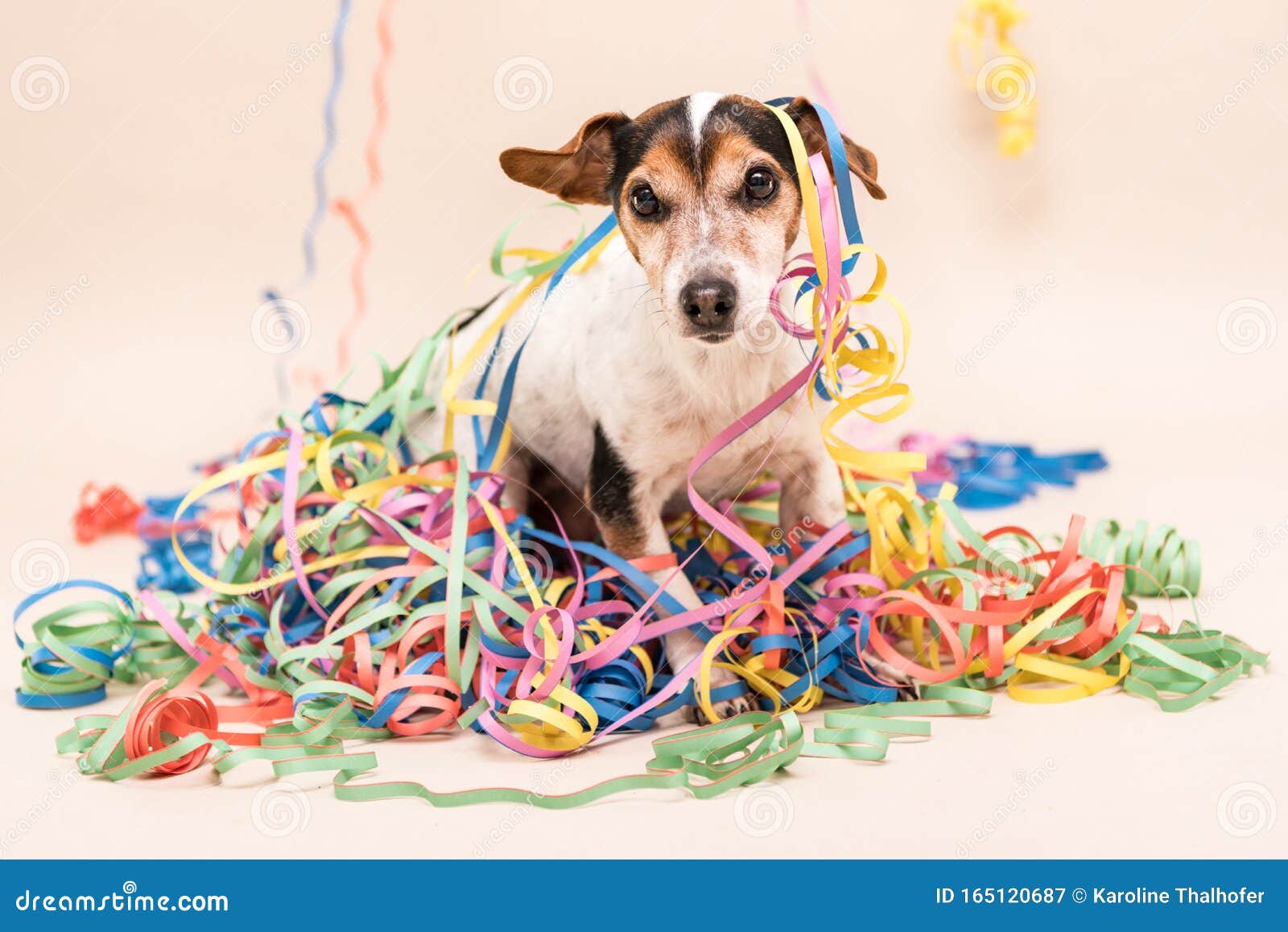 Party Dog. Jack Russell Ready for Carnival Stock Image - Image of ...