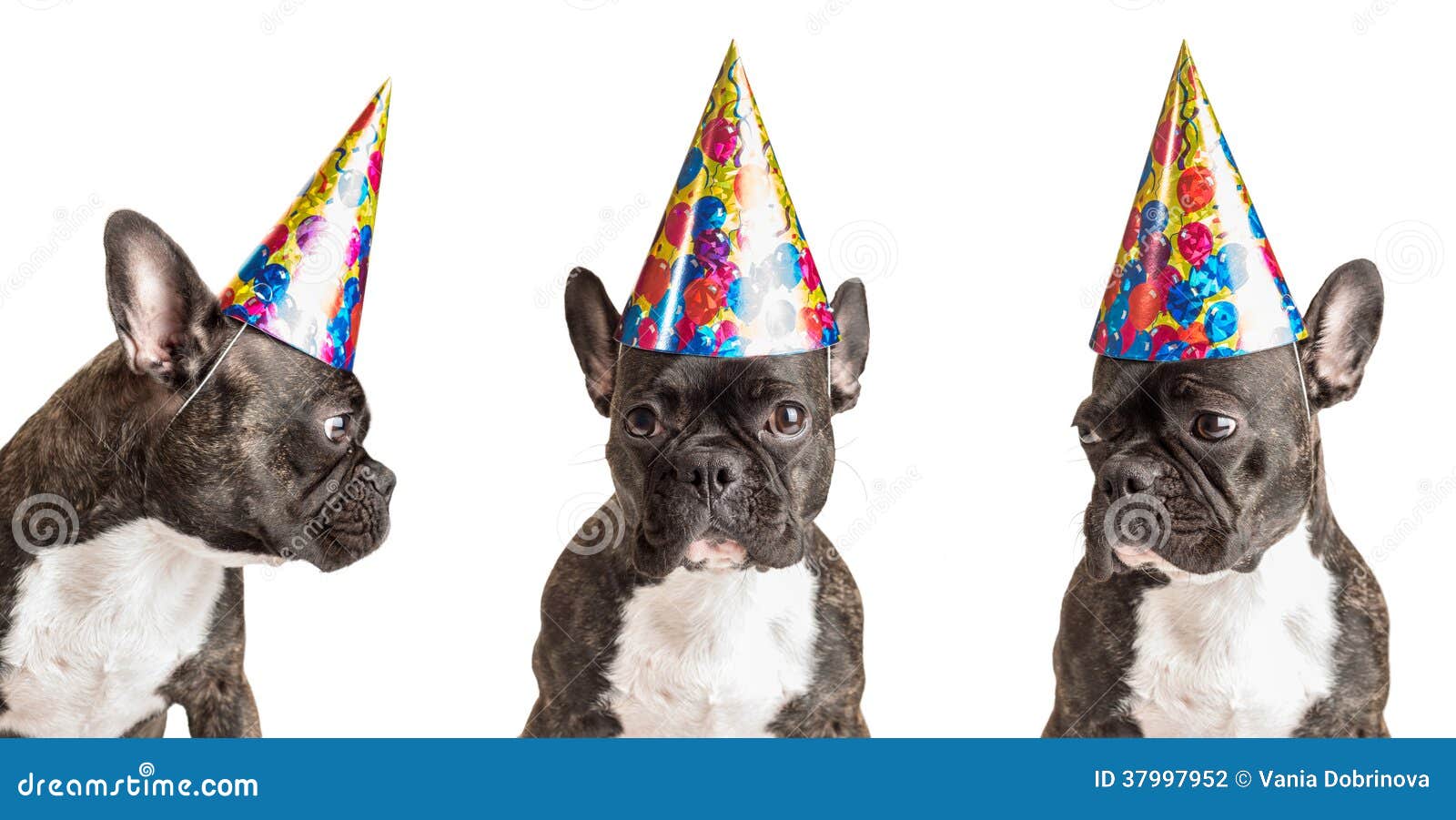 Party Dogs stock photo. Image of four, animal, french - 37997952