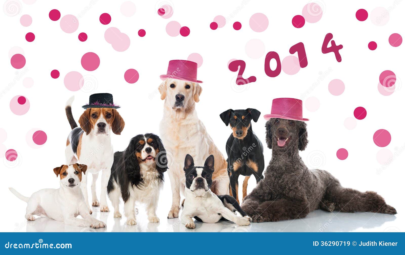 Party dogs stock image. Image of jack, pets, beagle, celebrations ...