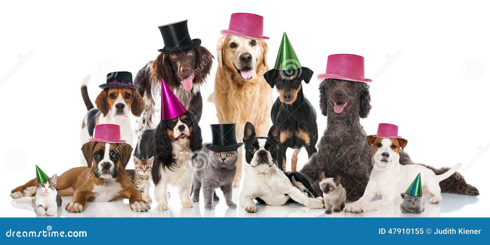 Party pets stock image. Image of boxer, dogs, retriever - 47910155