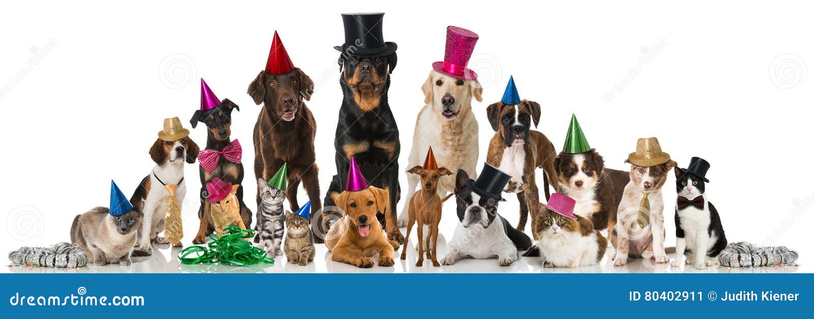 Party pets stock image. Image of mammals, background - 80402911