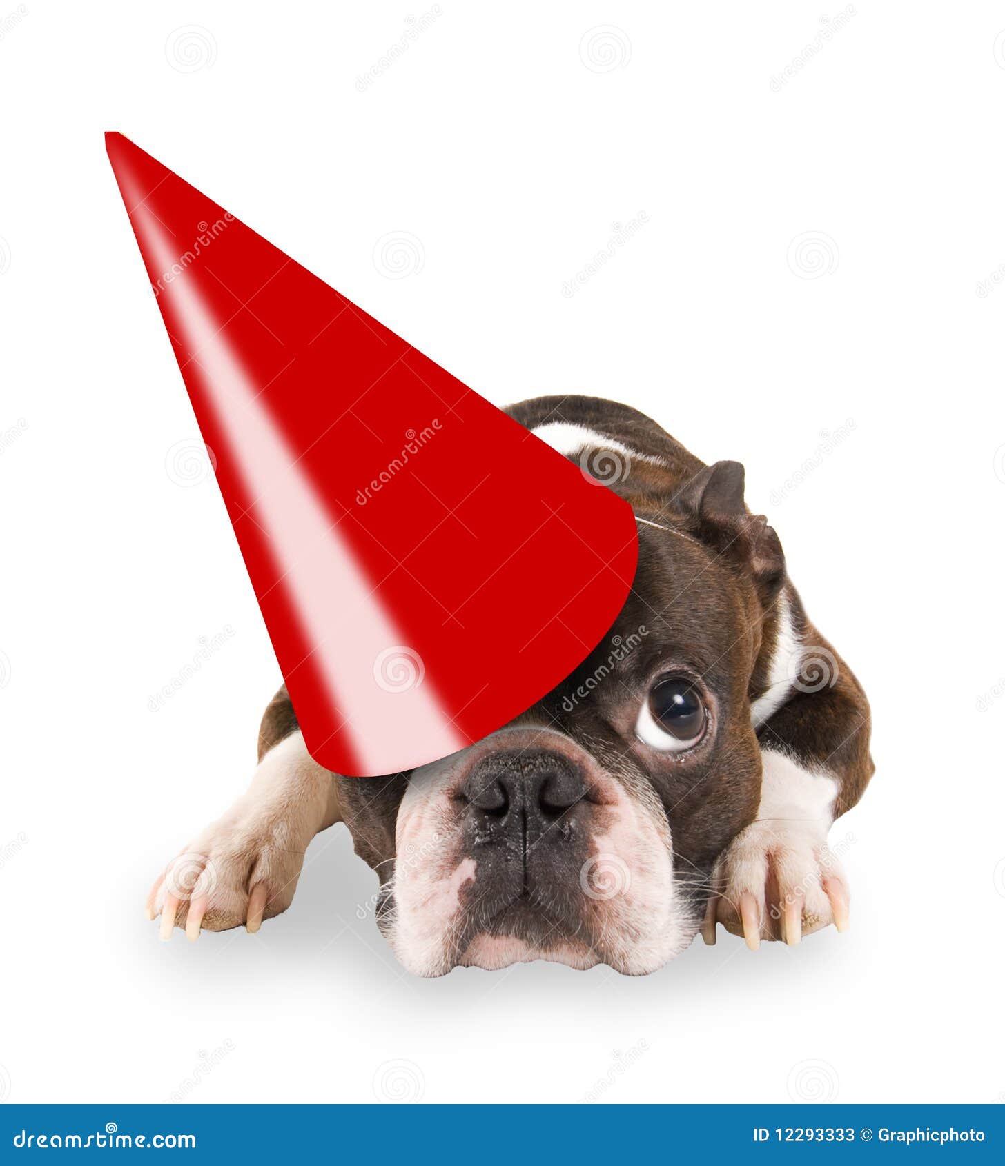 Party pooper stock image. Image of purebreed, mutt, party - 12293333