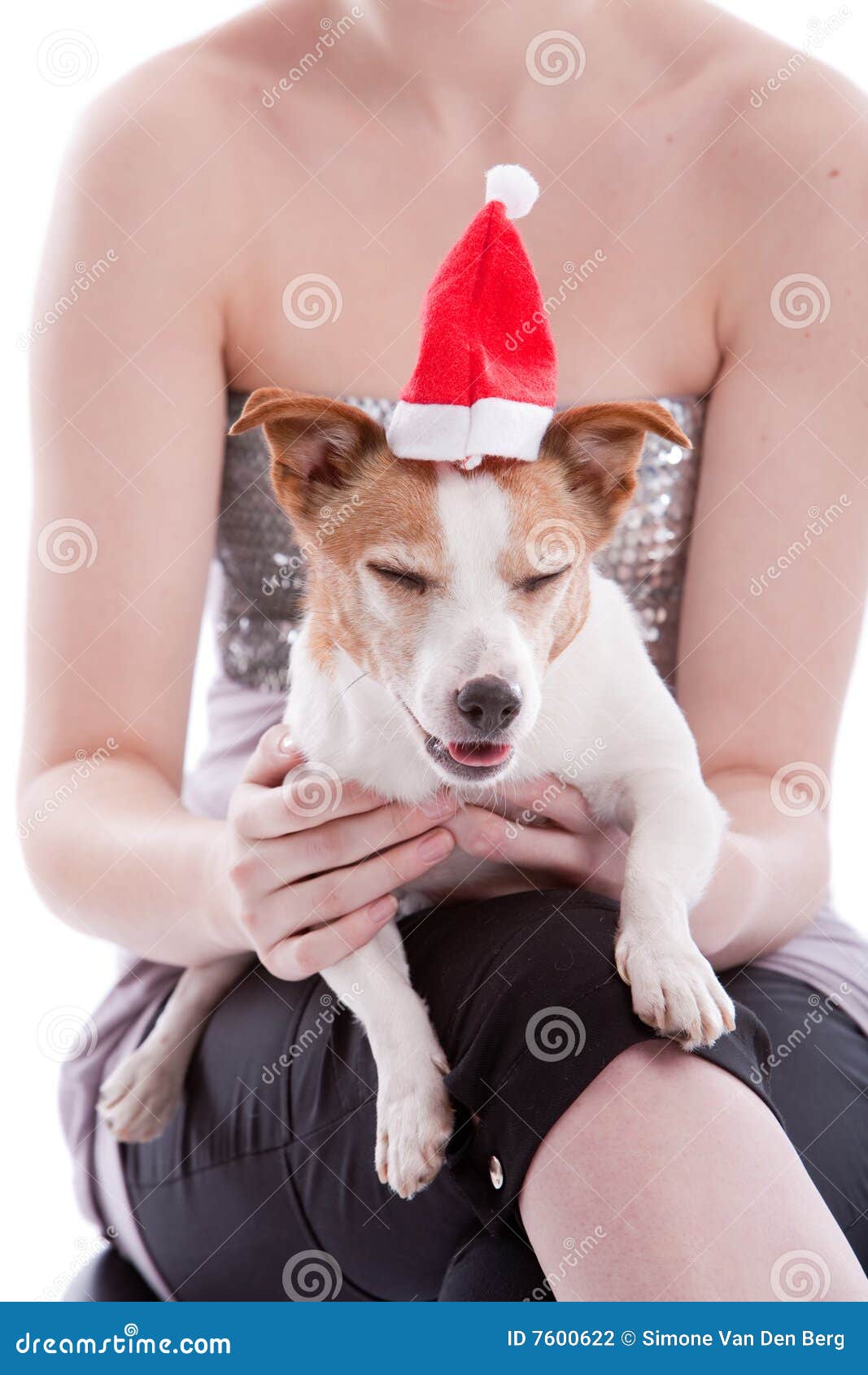 Party pooper stock photo. Image of animals, christmas - 7600622