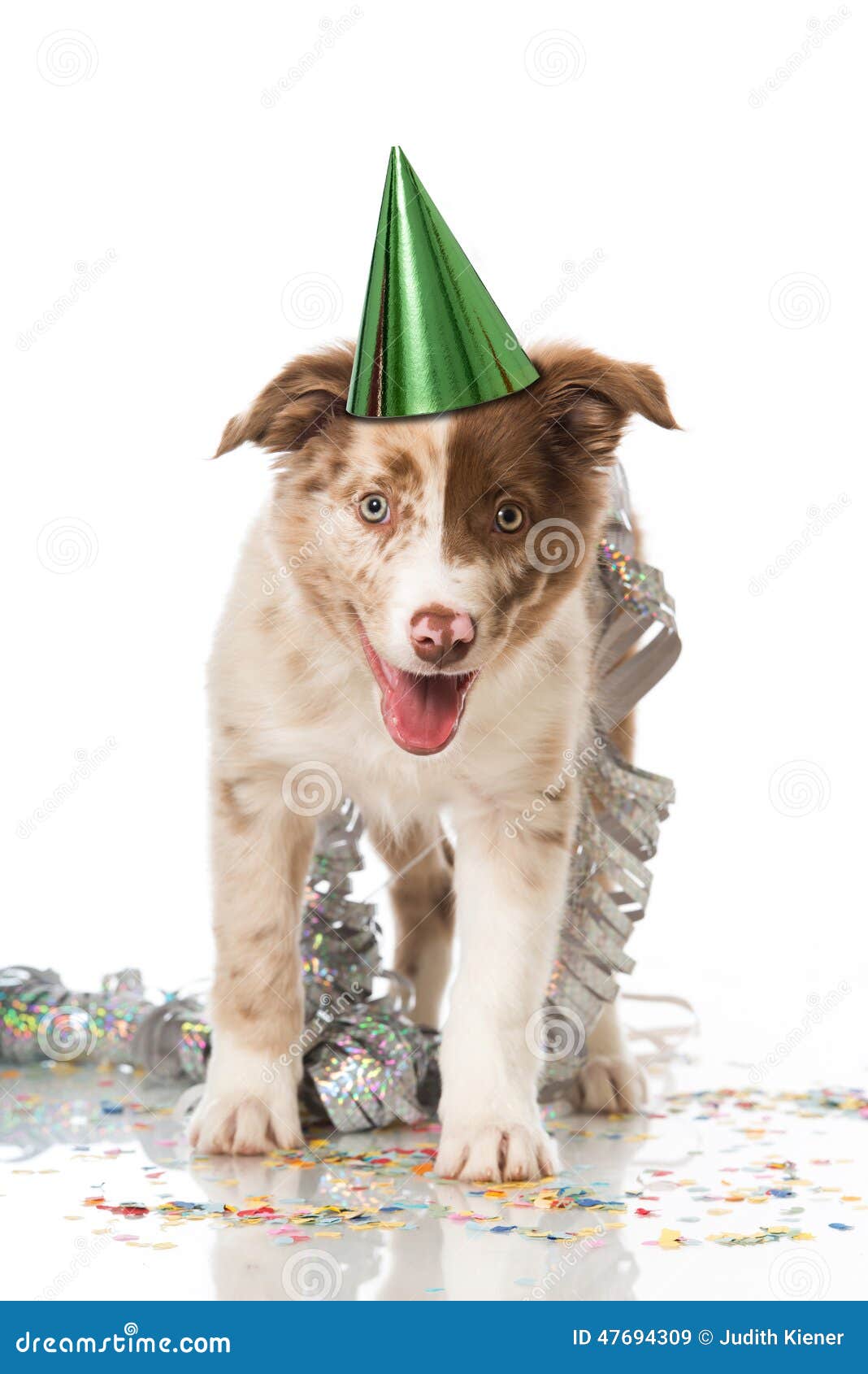 Party Puppy stock image. Image of streamers, birthday - 47694309
