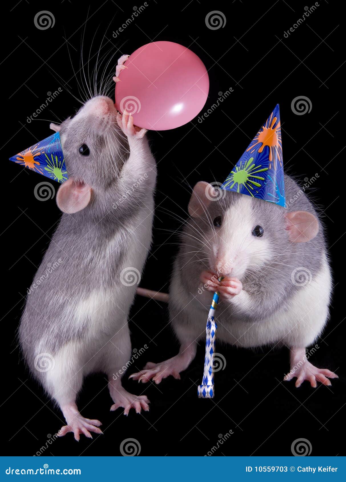Birthday Gerbil
