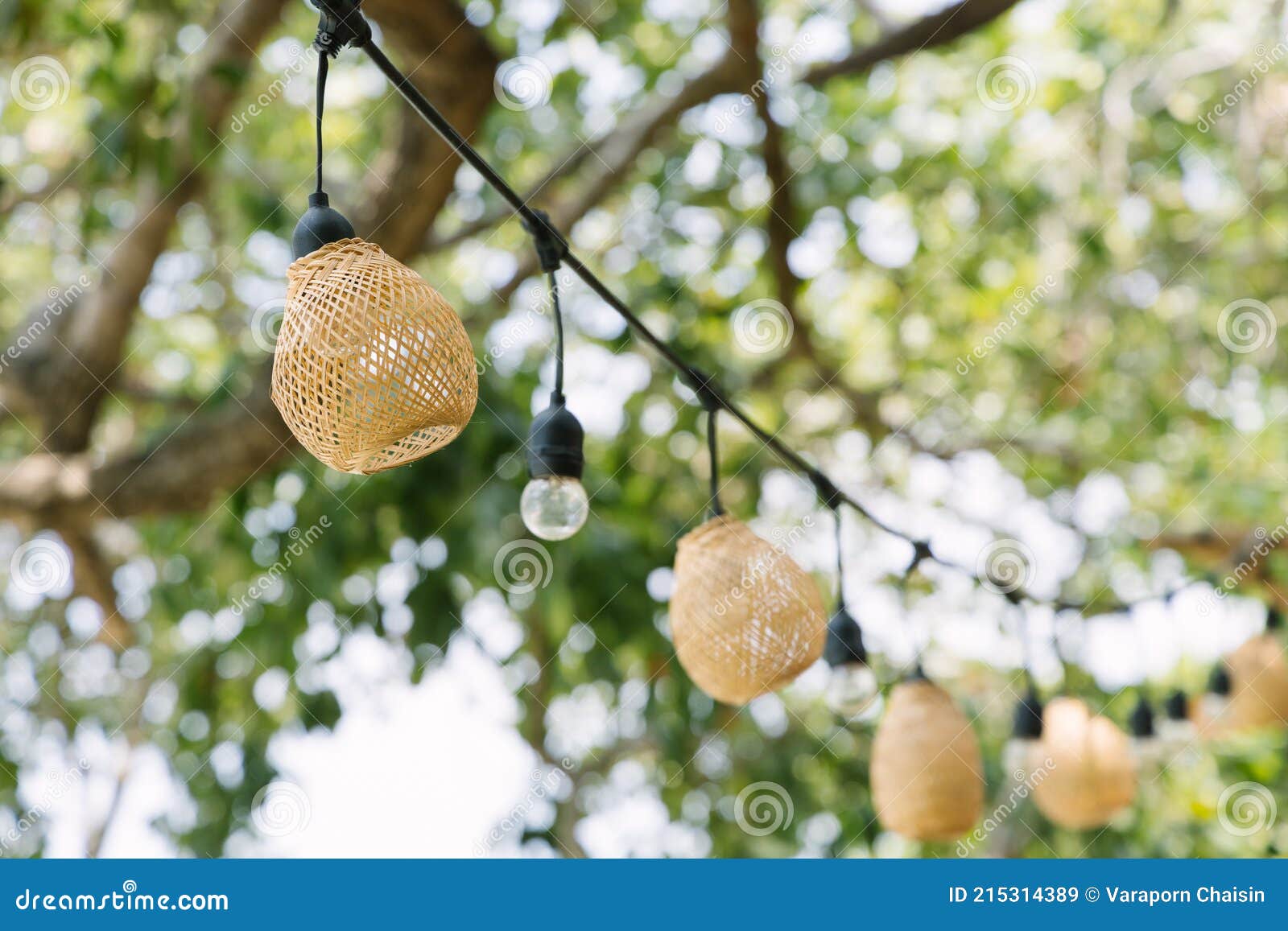 Party String Lights Hanging in a Line with a Beautiful Green Forest ...